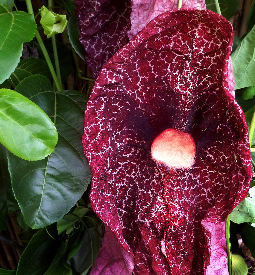 Strange, Freaky, Odd-Looking Tropical Plants and Flowers - Dengarden