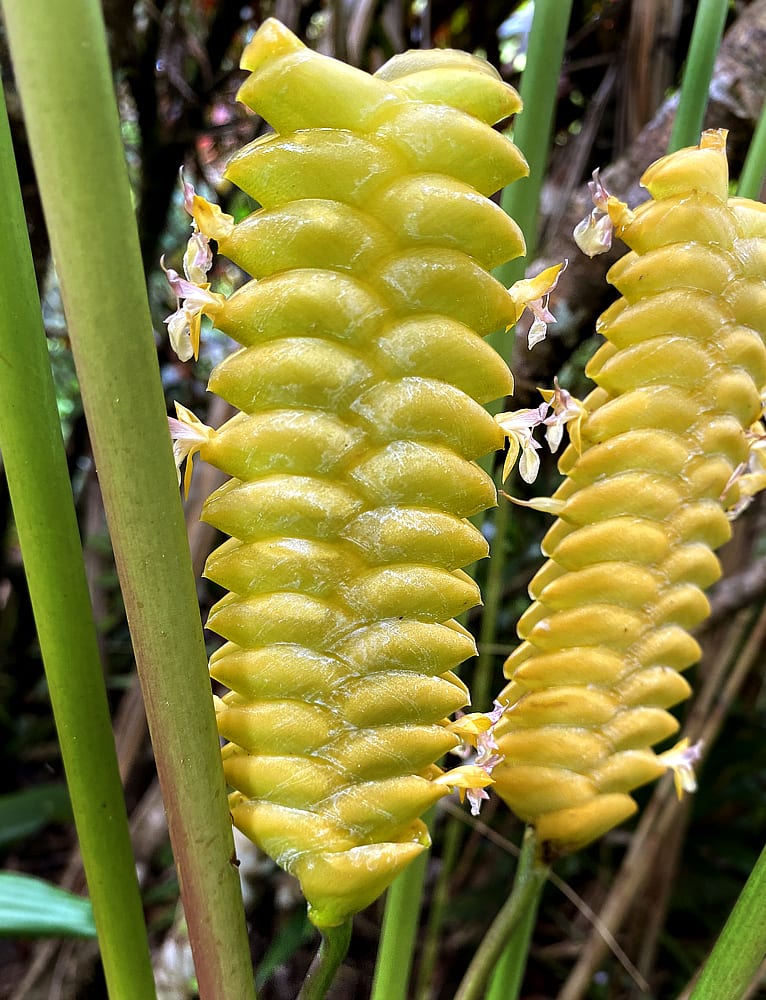 Strange, Freaky, Odd-Looking Tropical Plants and Flowers - Dengarden