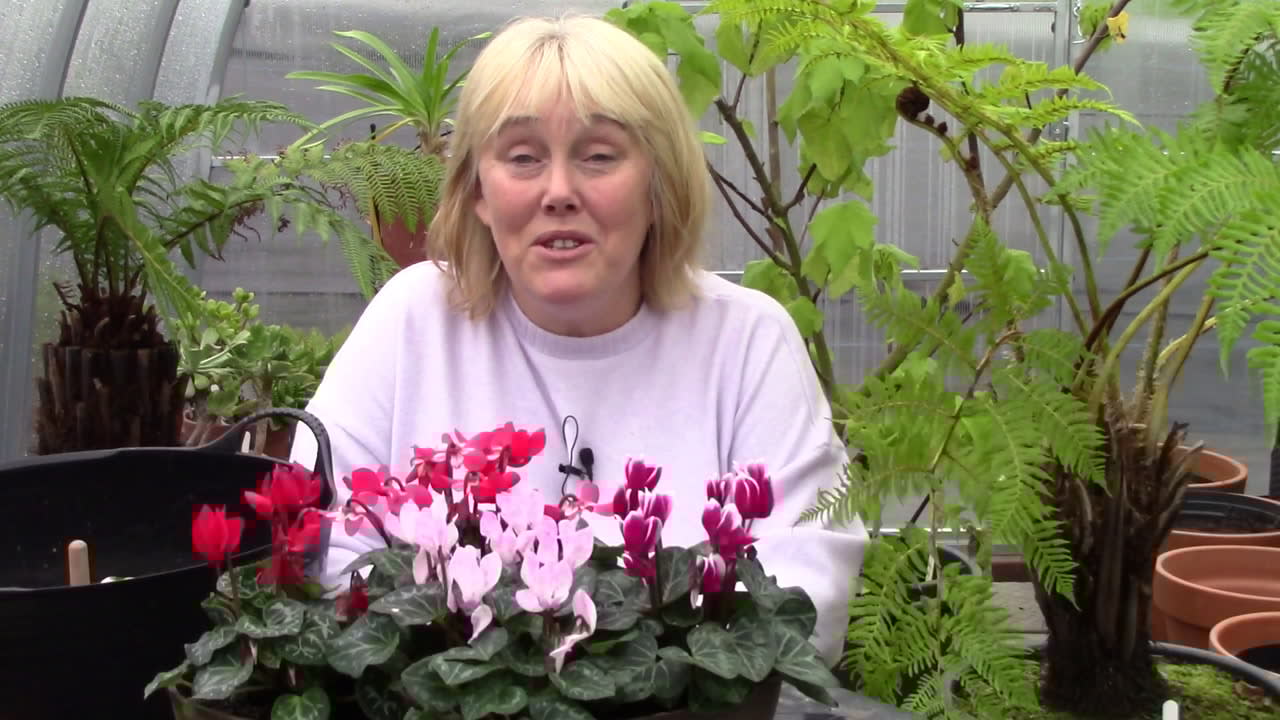 Tips and How-Tos for Planting Flower Gardens - Dengarden