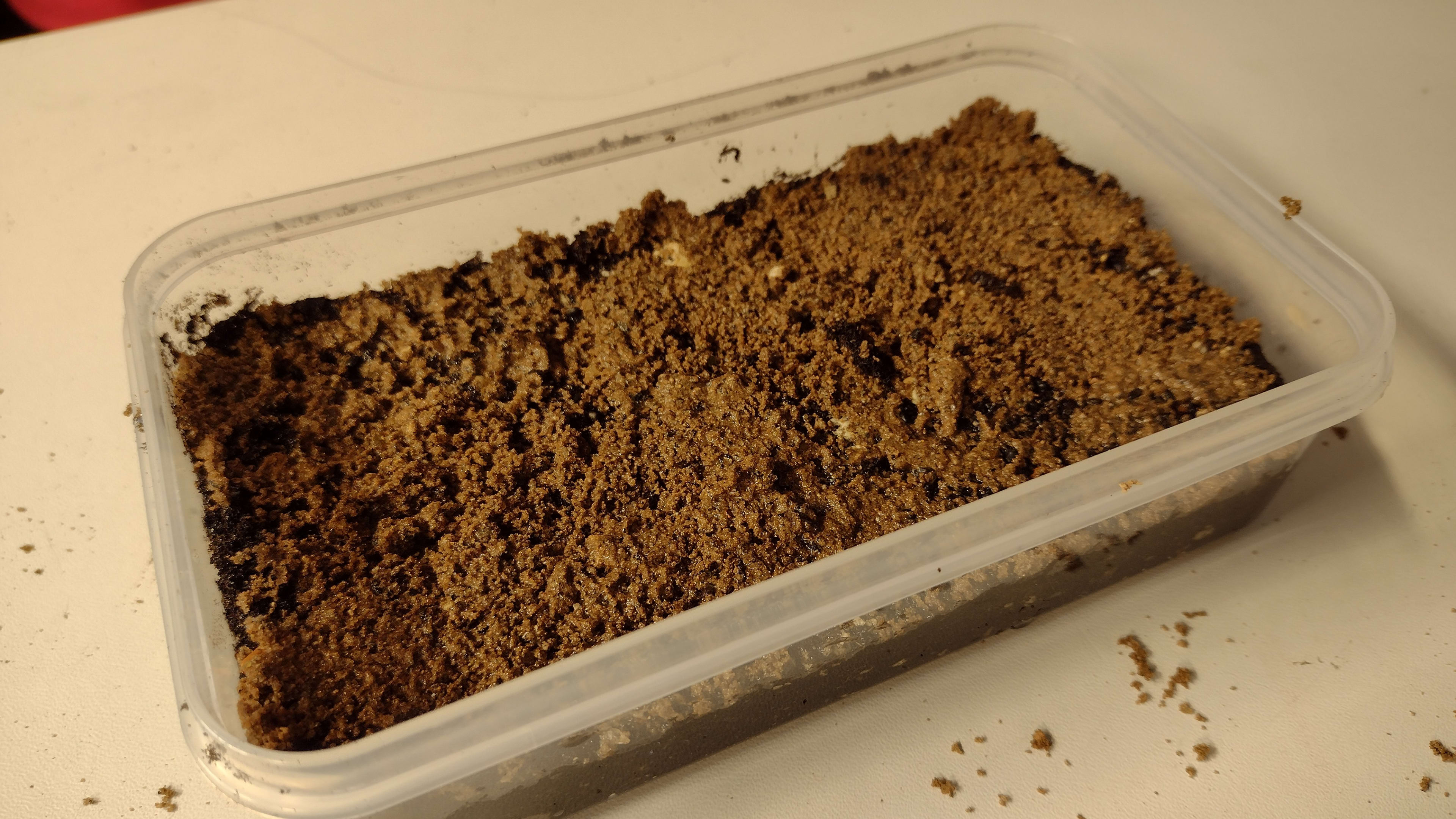 How to Grow Cactus From Seed (With Demo Video and Tips) - Dengarden