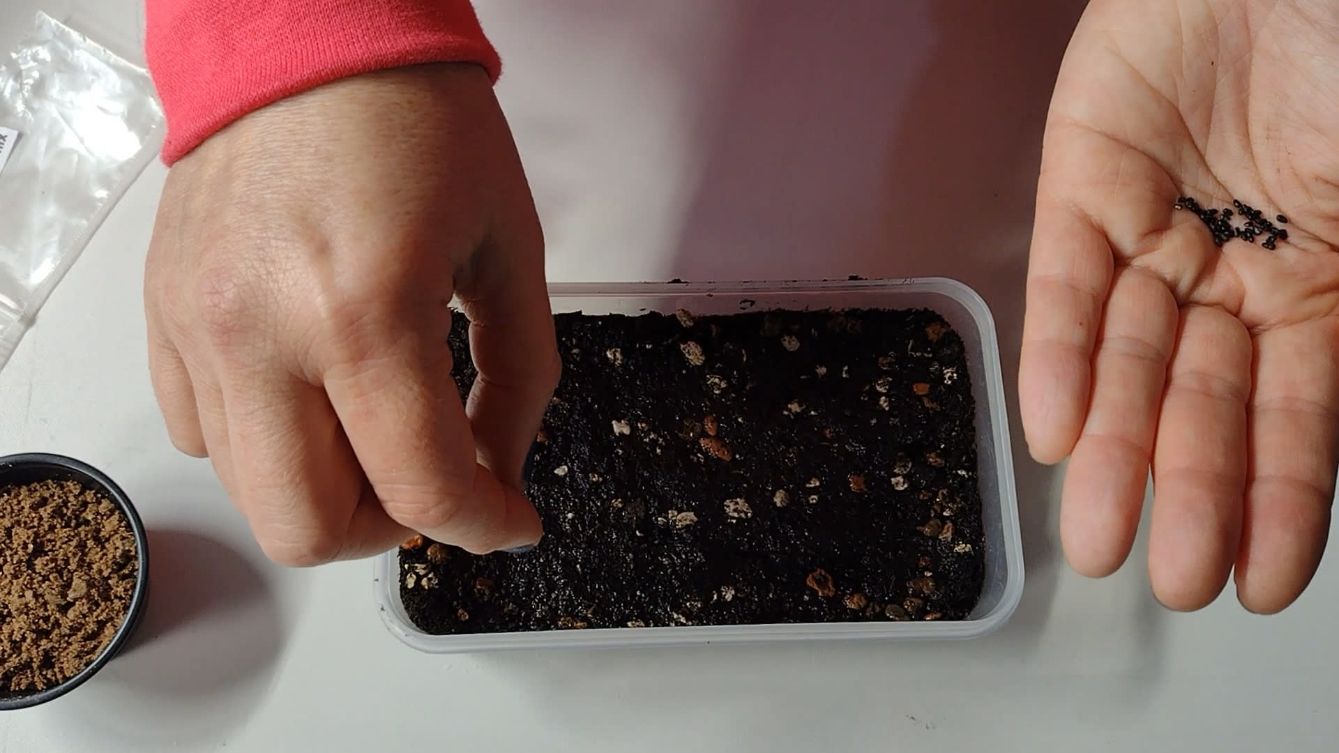 How to Grow Cactus From Seed (With Demo Video and Tips) - Dengarden