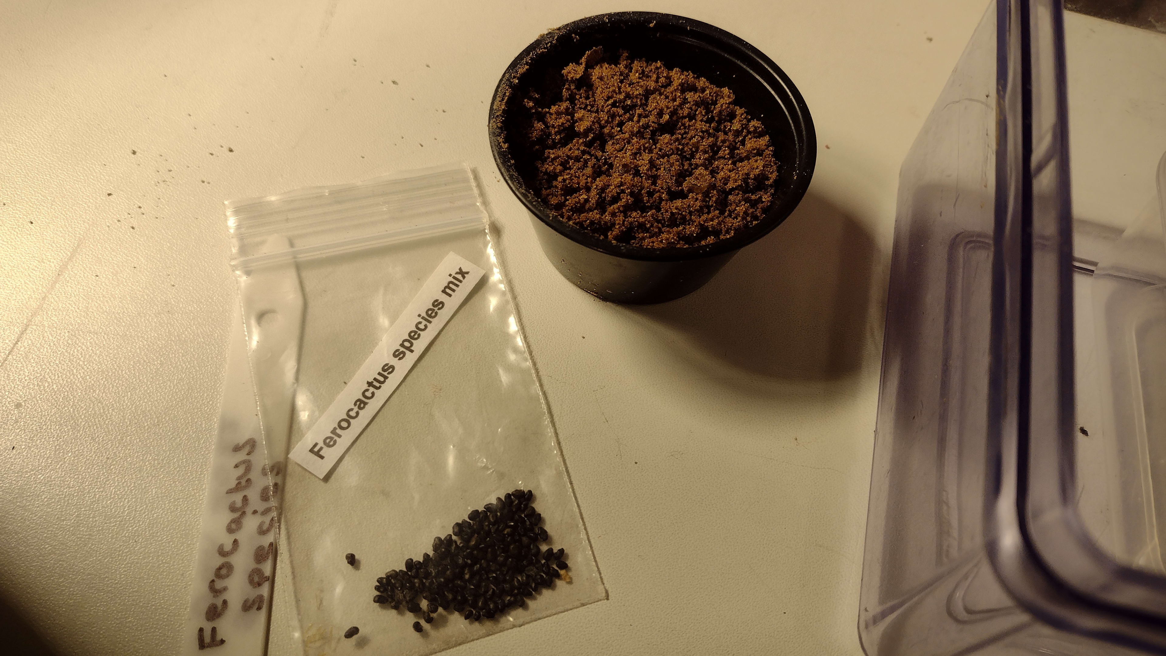 How to Grow Cactus From Seed (With Demo Video and Tips) - Dengarden