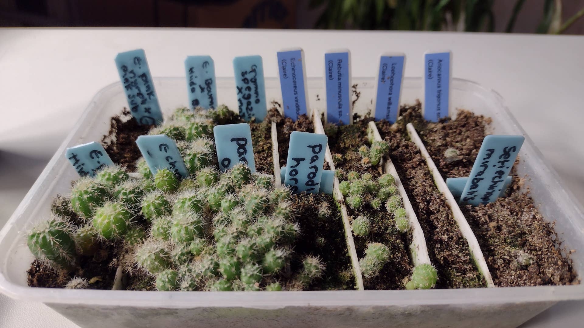 How to Water Cactus Seedlings (With Demo Video and Tips) - Dengarden