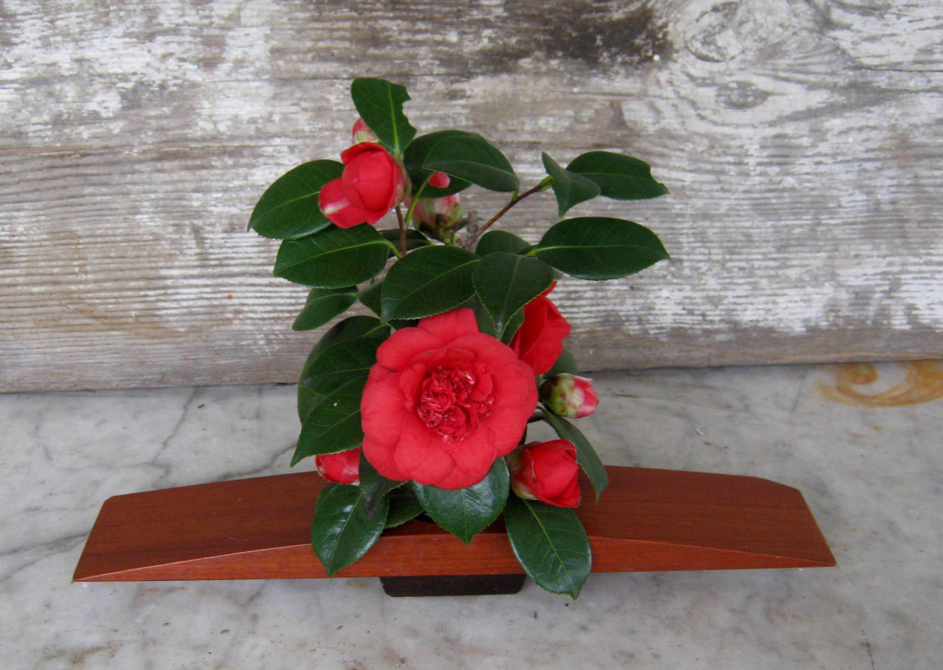 11 Flowers That Bloom in Winter (Plus Growing Instructions) - Dengarden