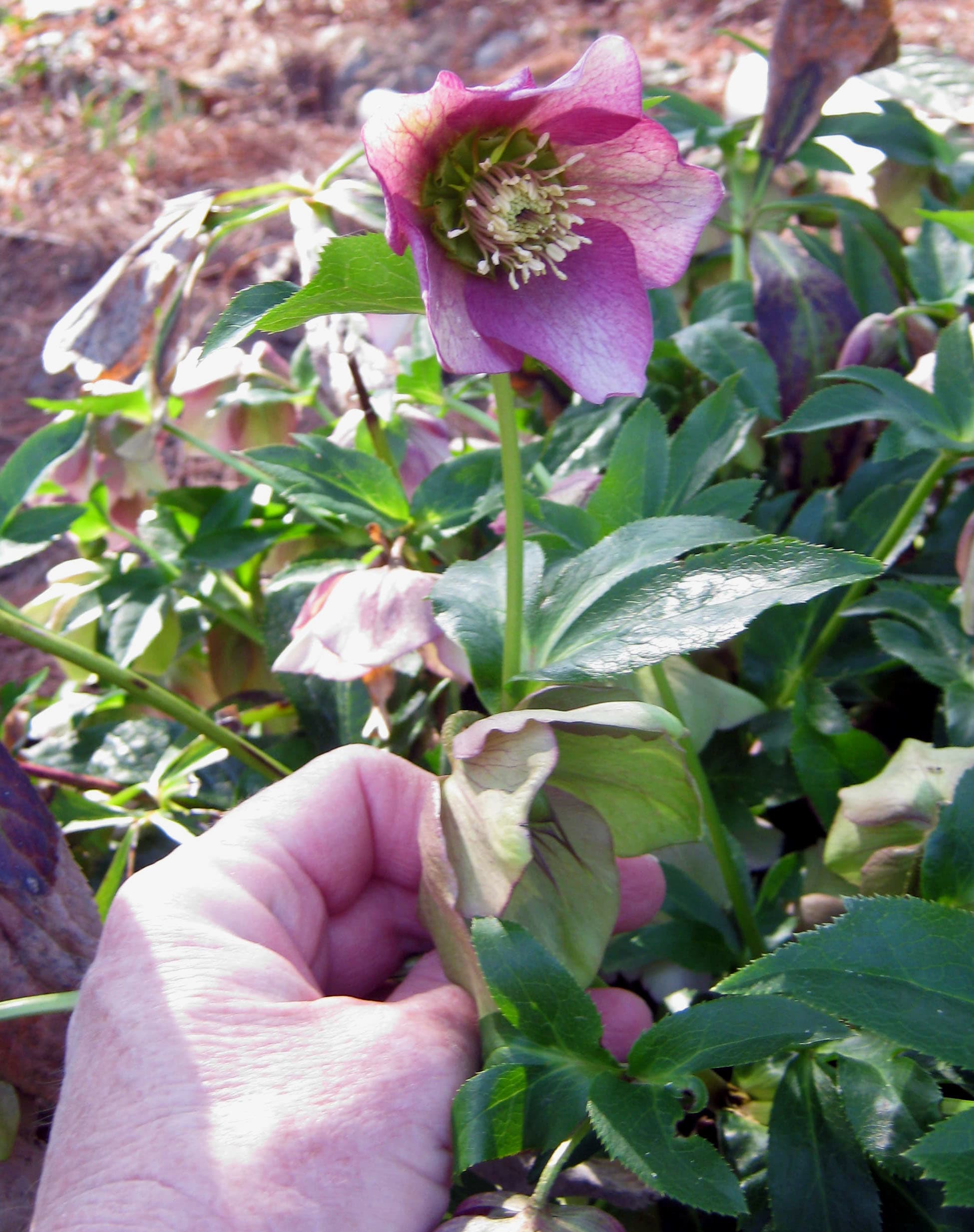 11 Flowers That Bloom in Winter (Plus Growing Instructions) - Dengarden