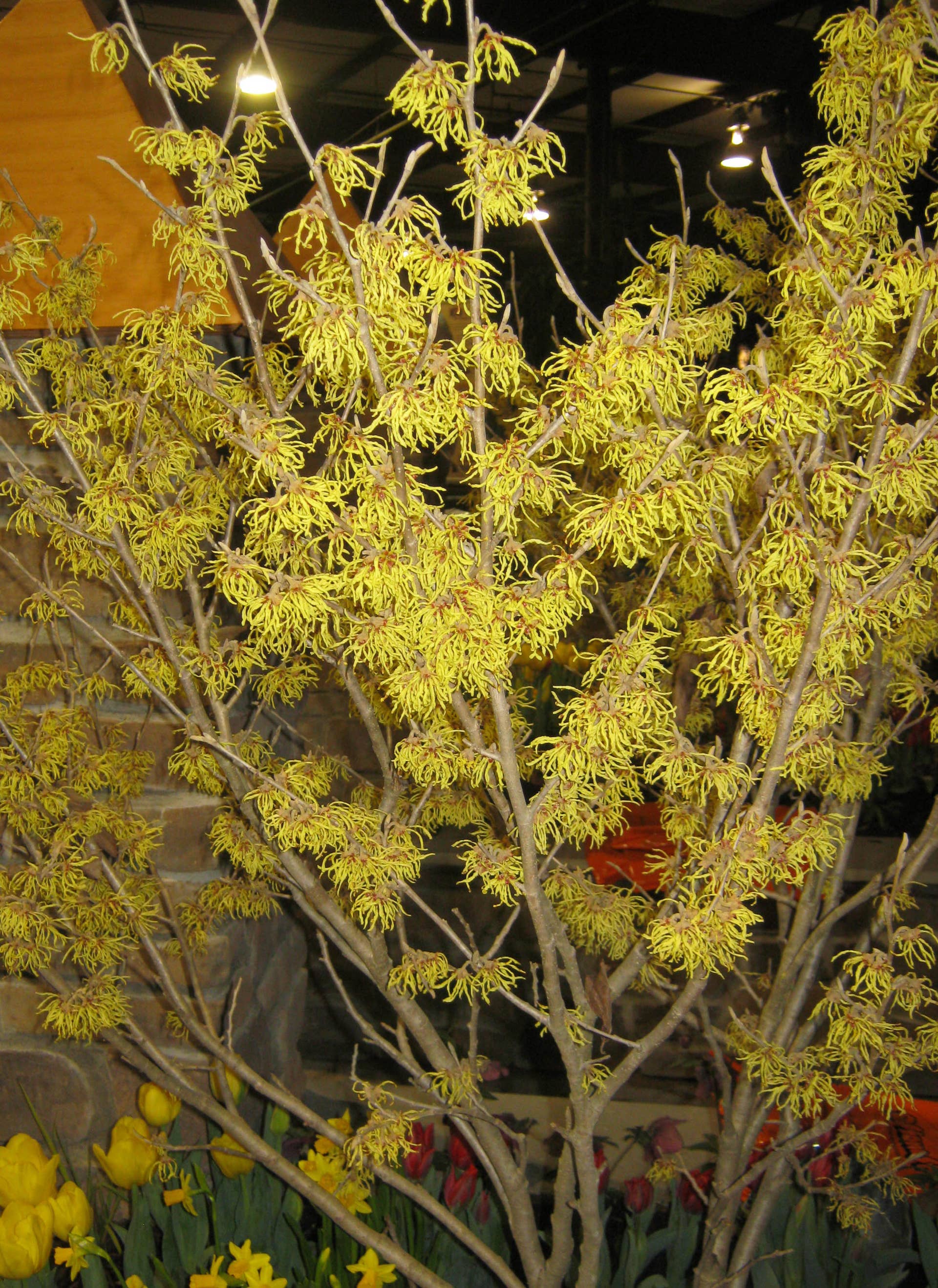 11 Flowers That Bloom in Winter (Plus Growing Instructions) - Dengarden