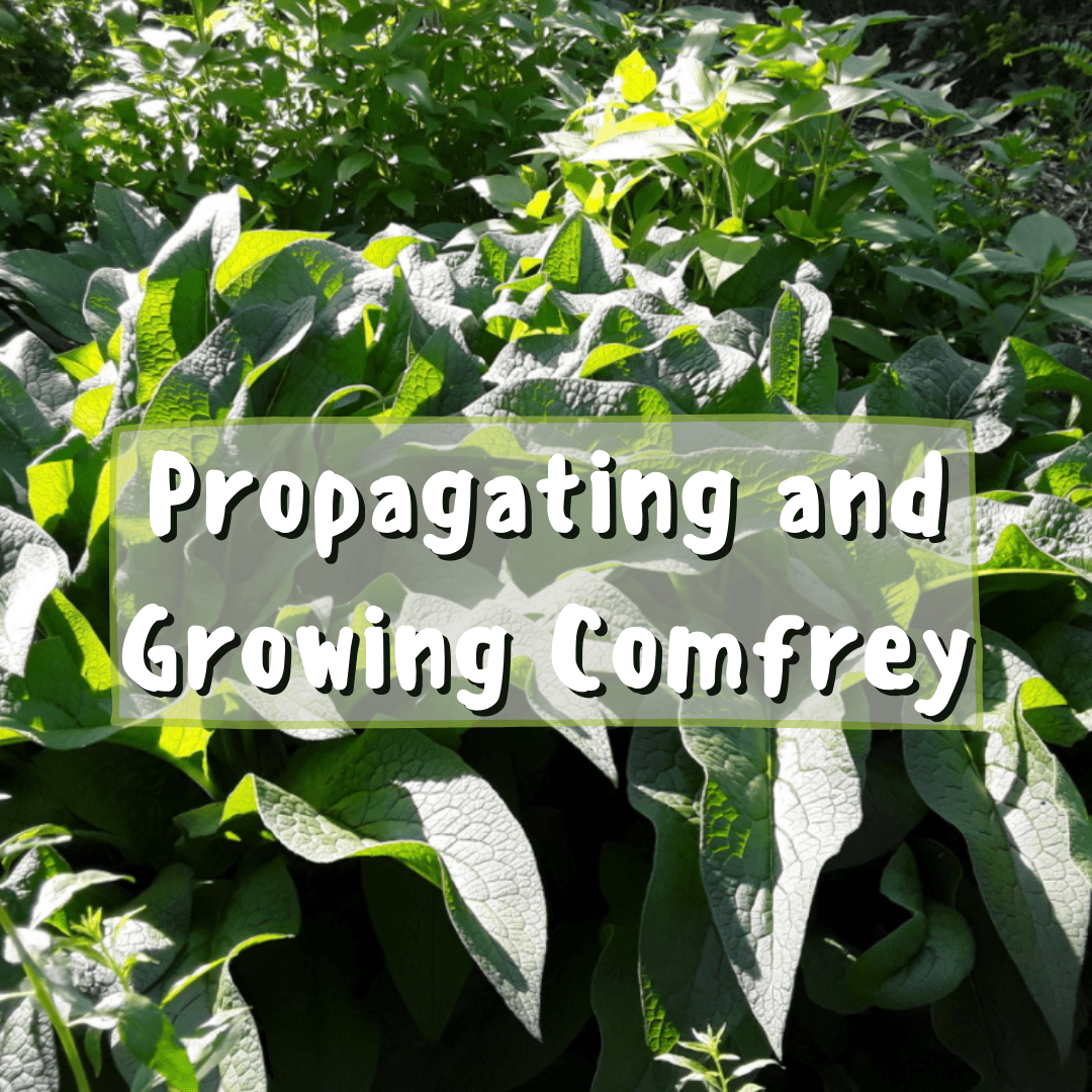 How to Propagate and Grow Comfrey: Easy and Rewarding - Dengarden