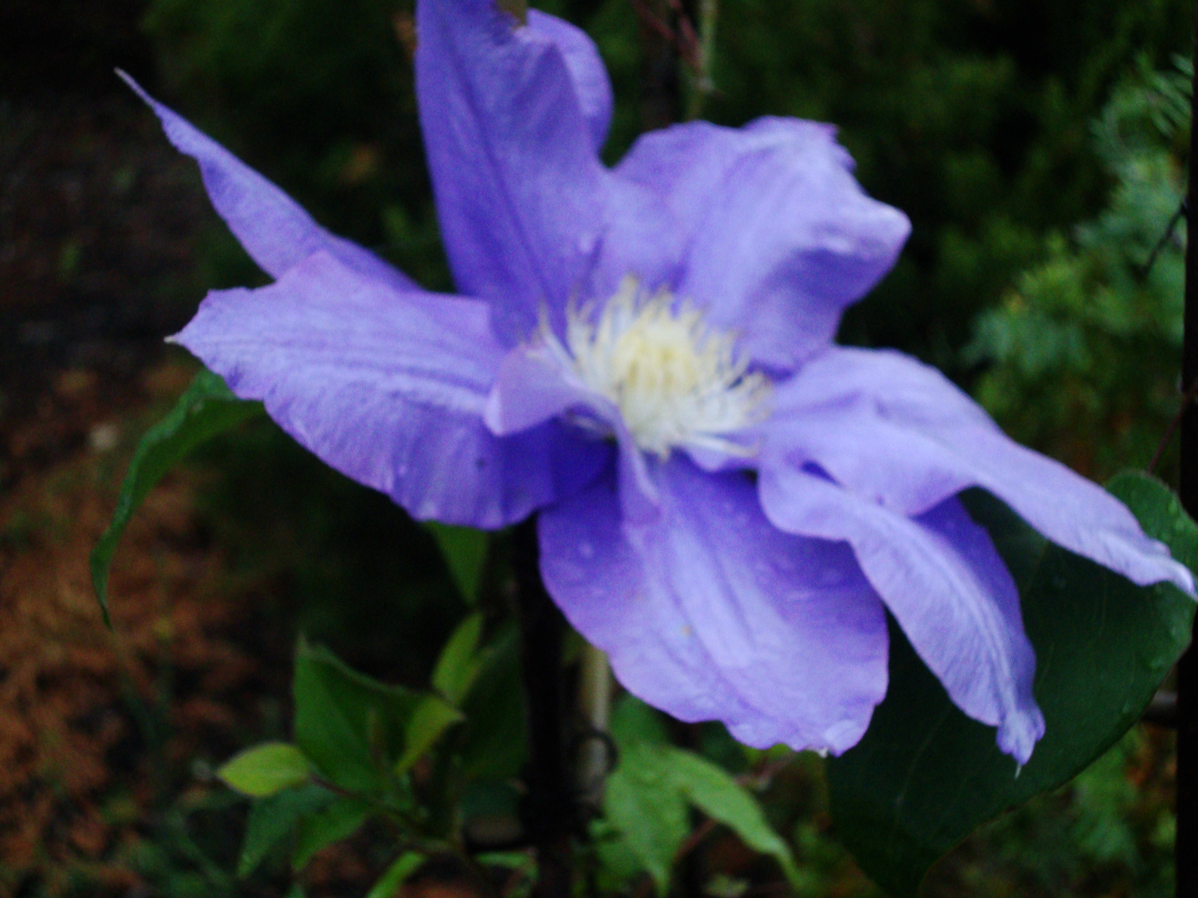 How to Grow Clematis Plants Successfully - Dengarden