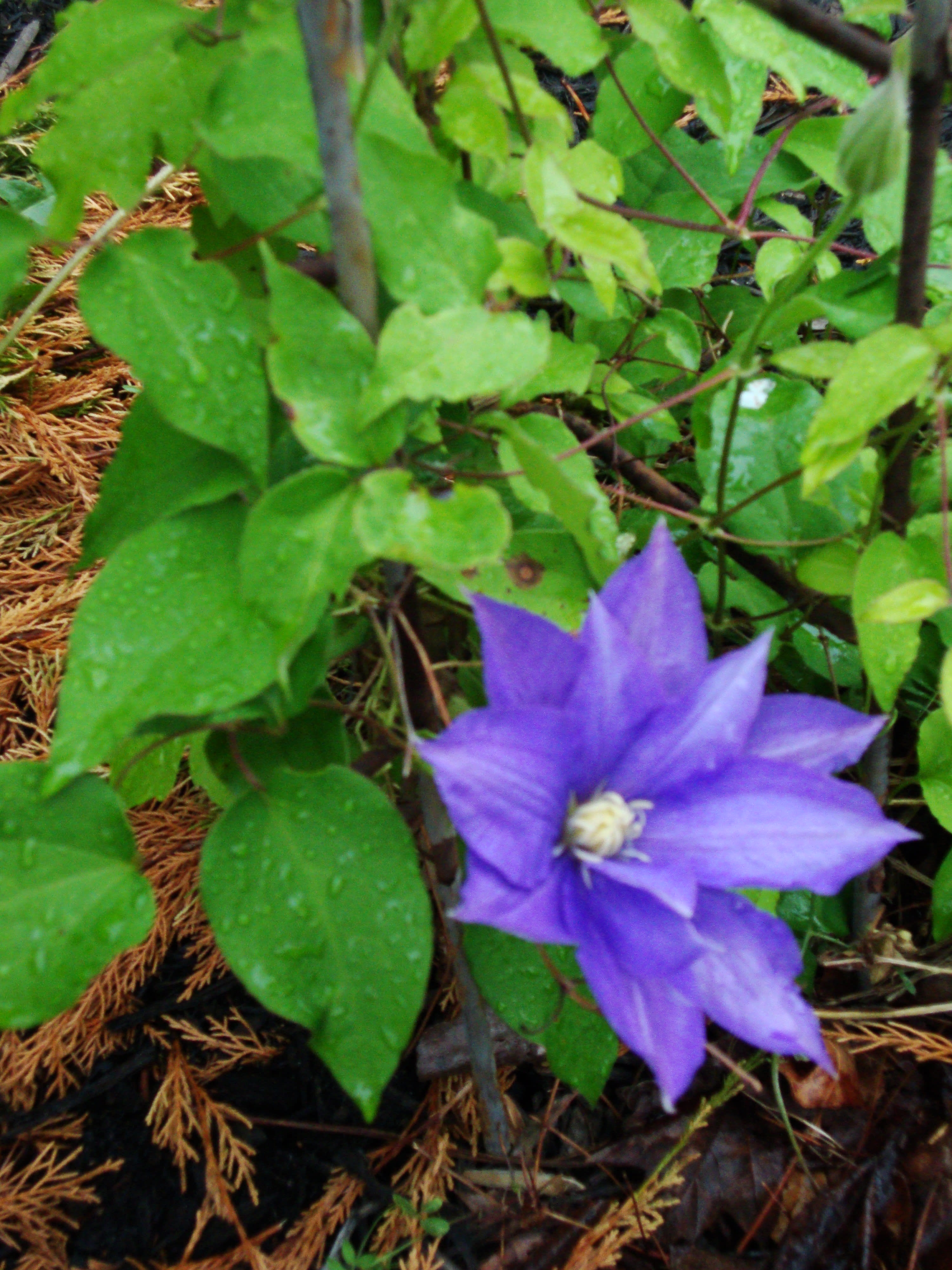How to Grow Clematis Plants Successfully - Dengarden