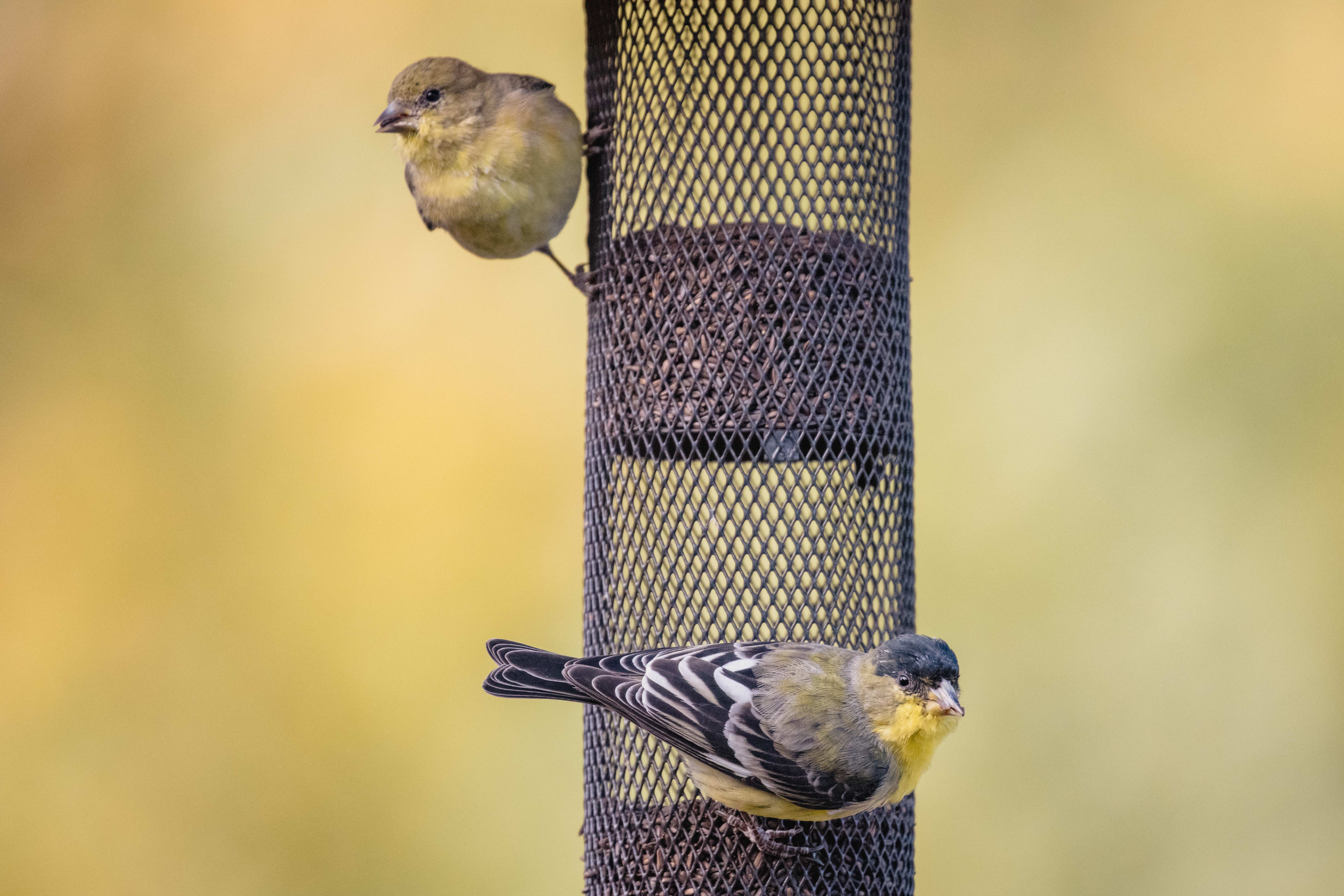 How Do I Make My Bird Food Last Longer? - Dengarden