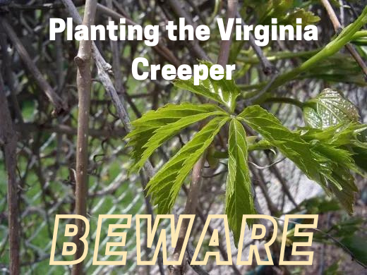 Why You Should Think Twice About Planting Virginia Creeper in Your Yard ...