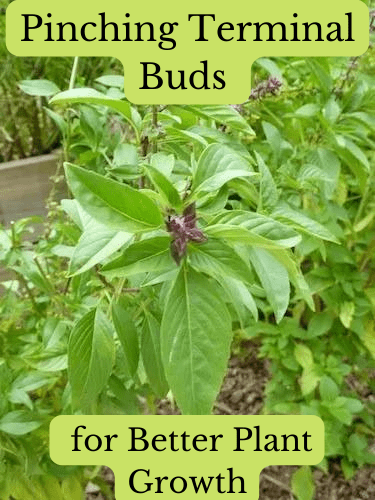 Pinching Terminal Buds for Better Plant Growth - Dengarden