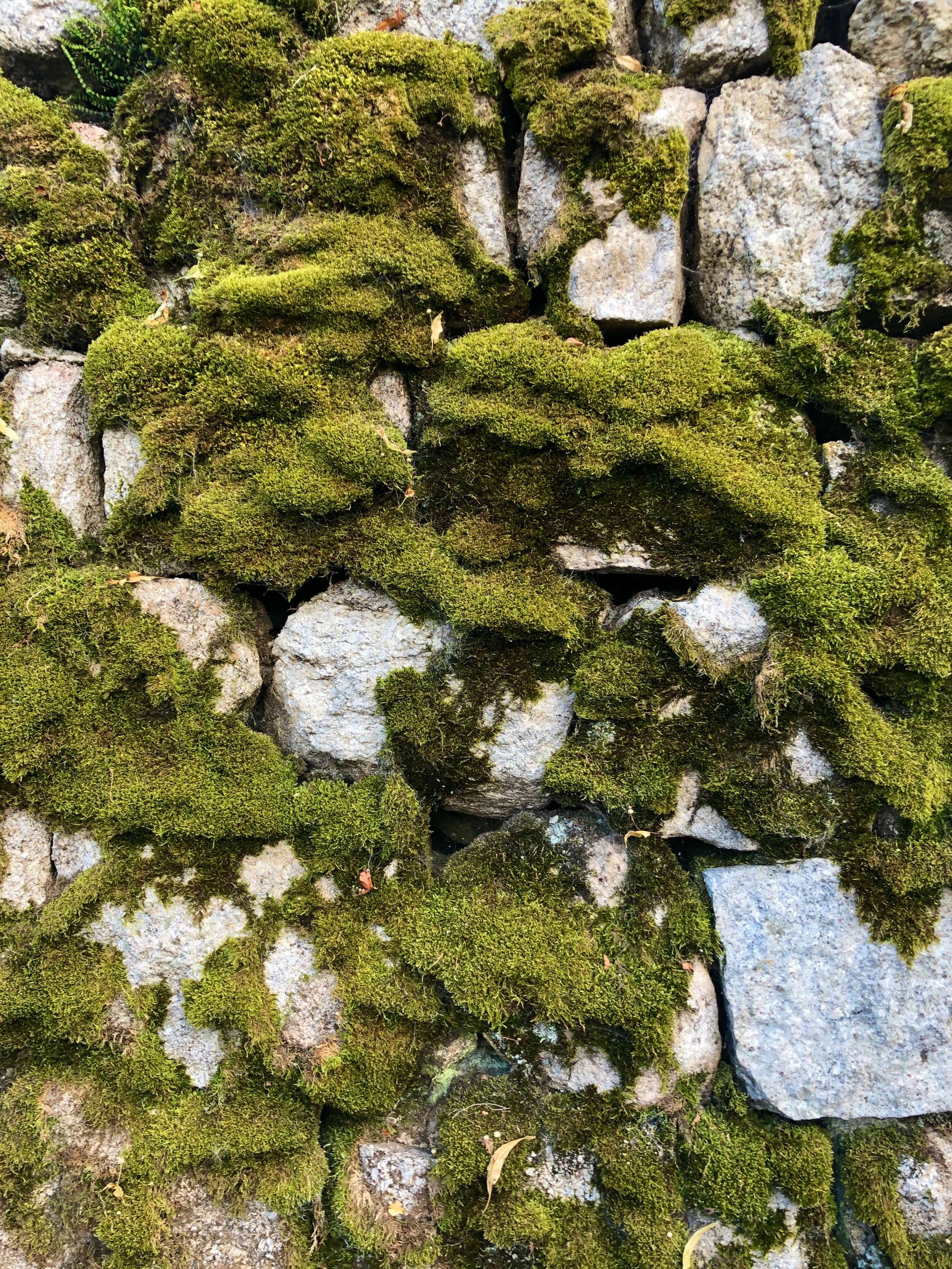 How to Grow and Keep Moss Alive - Dengarden