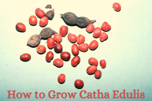How to Grow Catha Edulis—Khat, Qat, Gat or Miraa - Dengarden