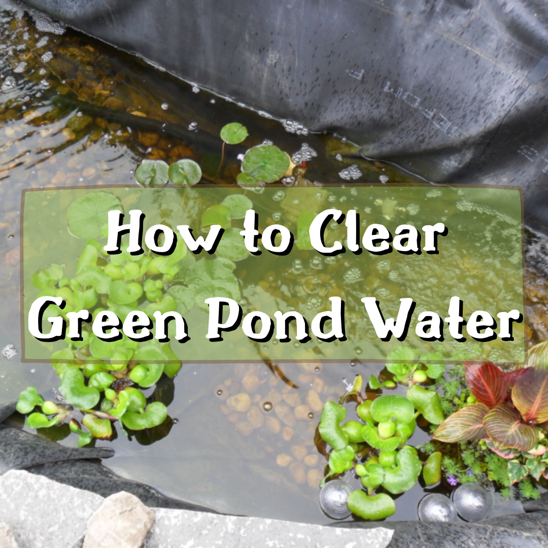 How to Clear Green Pond Water - Dengarden