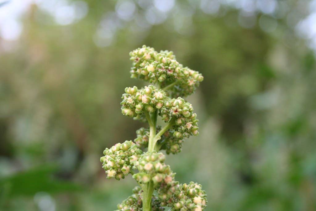 Garden Tips From the Micro Farm Project: How to Grow Quinoa - Dengarden