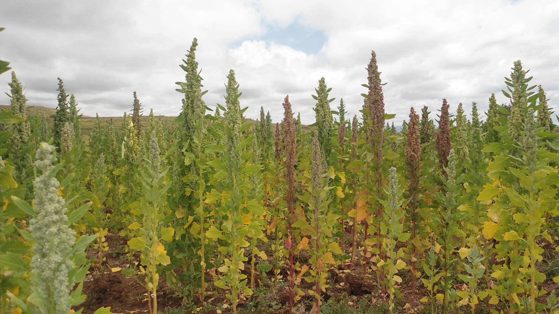 Garden Tips From the Micro Farm Project: How to Grow Quinoa - Dengarden
