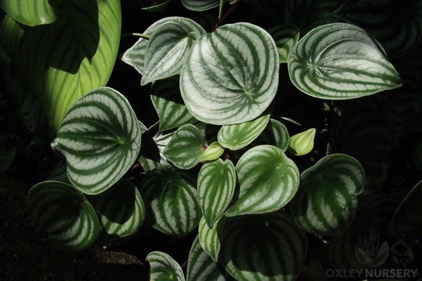 8 Care Tips for the Beautiful Watermelon Peperomia Plant - Dengarden