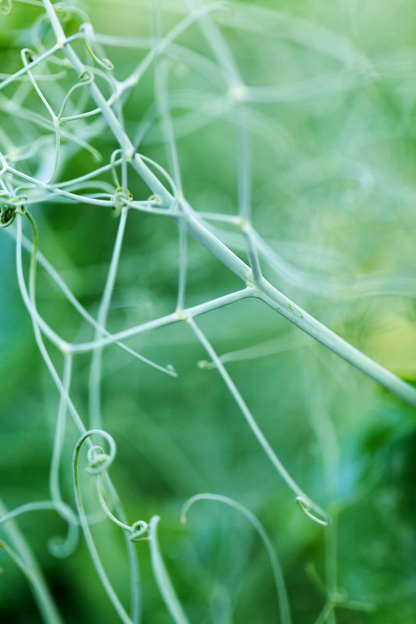 DIY Pea Trellis: How to Build a Simple Pea Trellis in Your Garden ...