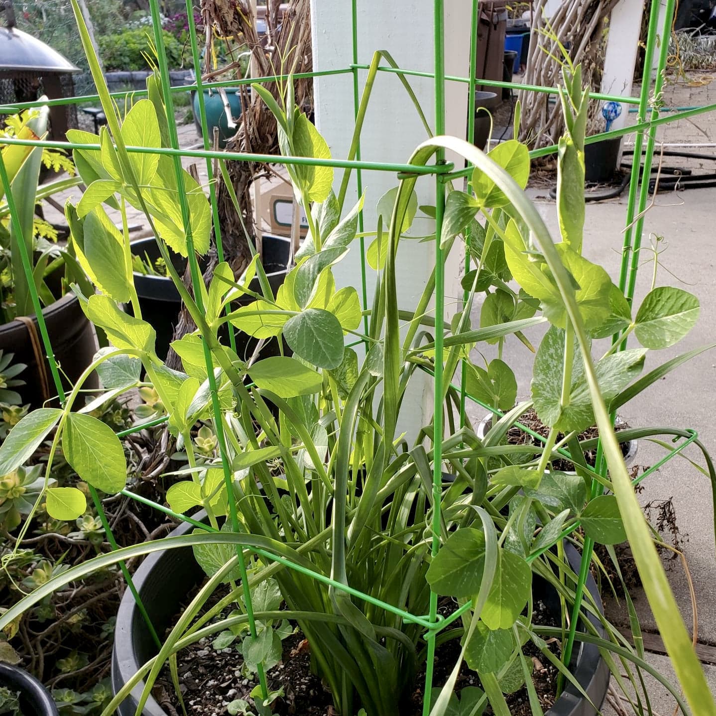 DIY Pea Trellis: How to Build a Simple Pea Trellis in Your Garden ...