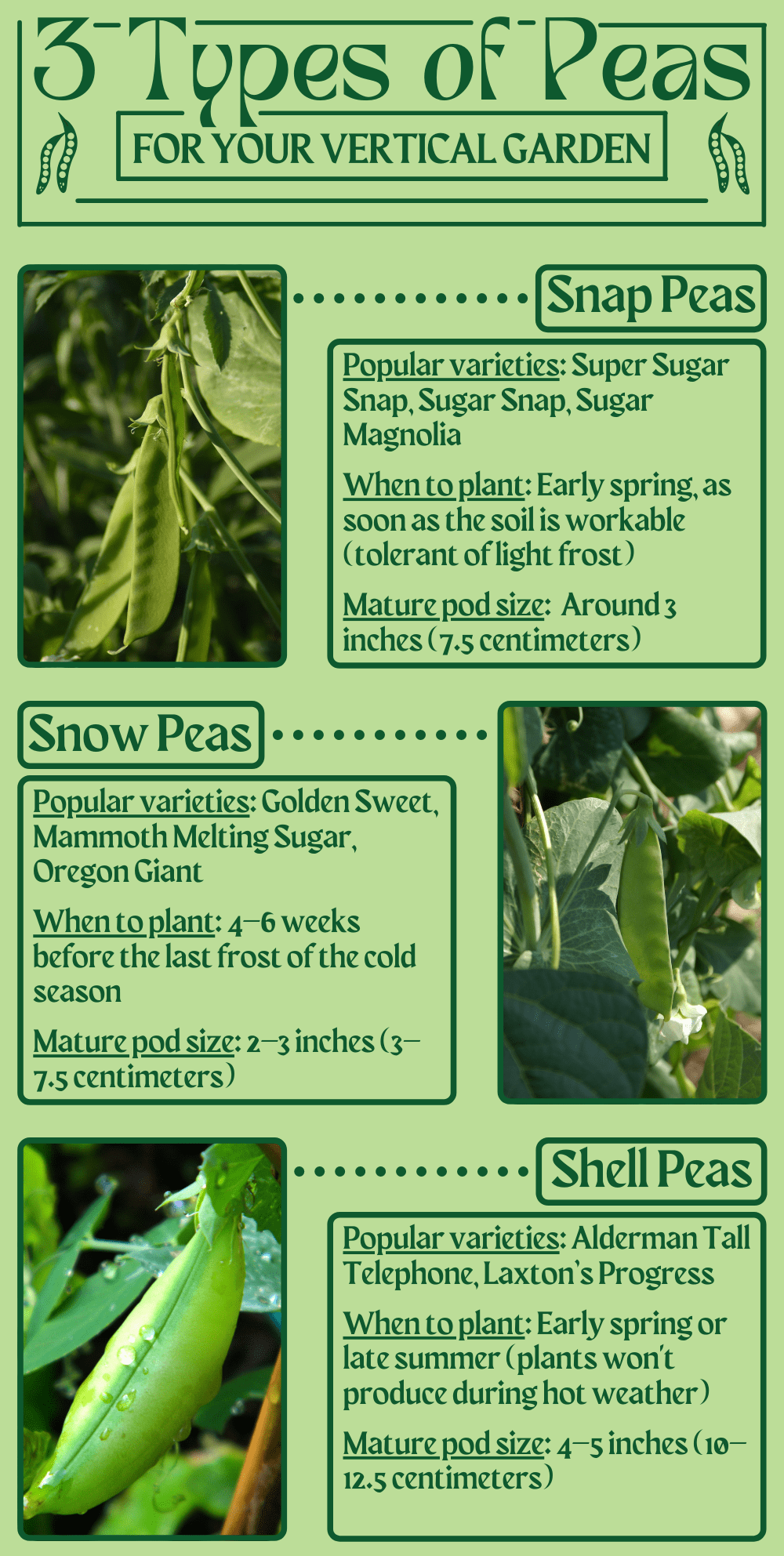 DIY Pea Trellis: How to Build a Simple Pea Trellis in Your Garden ...