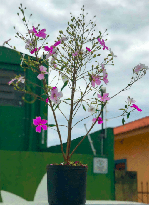 Air Layering: A Step-by-Step Guide - Dengarden