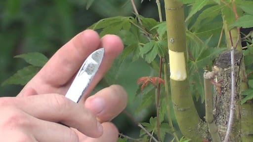 Air Layering: A Step-by-Step Guide - Dengarden