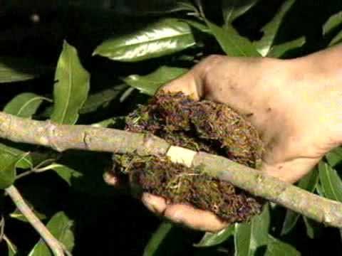 Air Layering: A Step-by-Step Guide - Dengarden