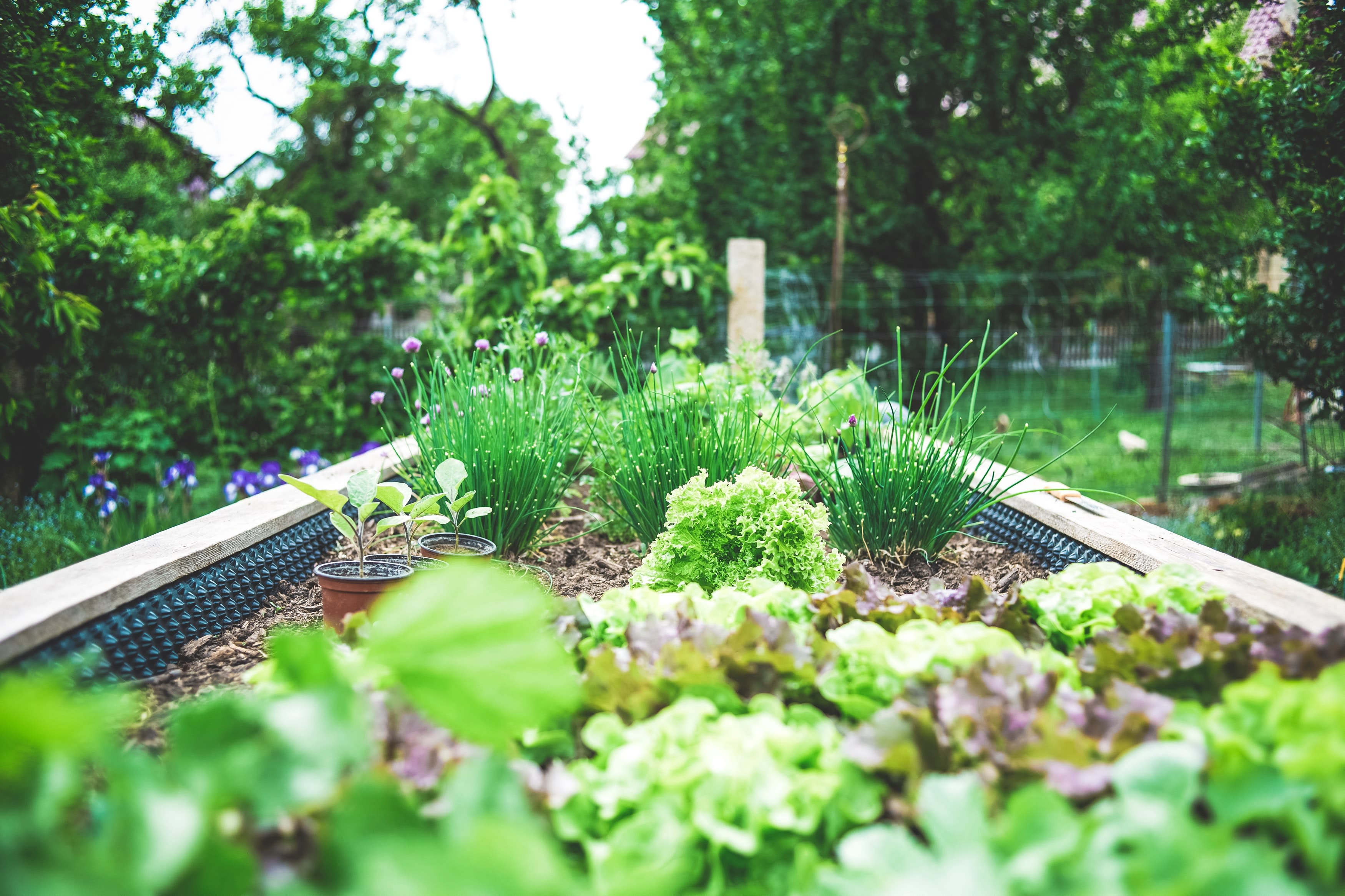 4 Easy Organic Ways to Control Pests in Your Garden - Dengarden