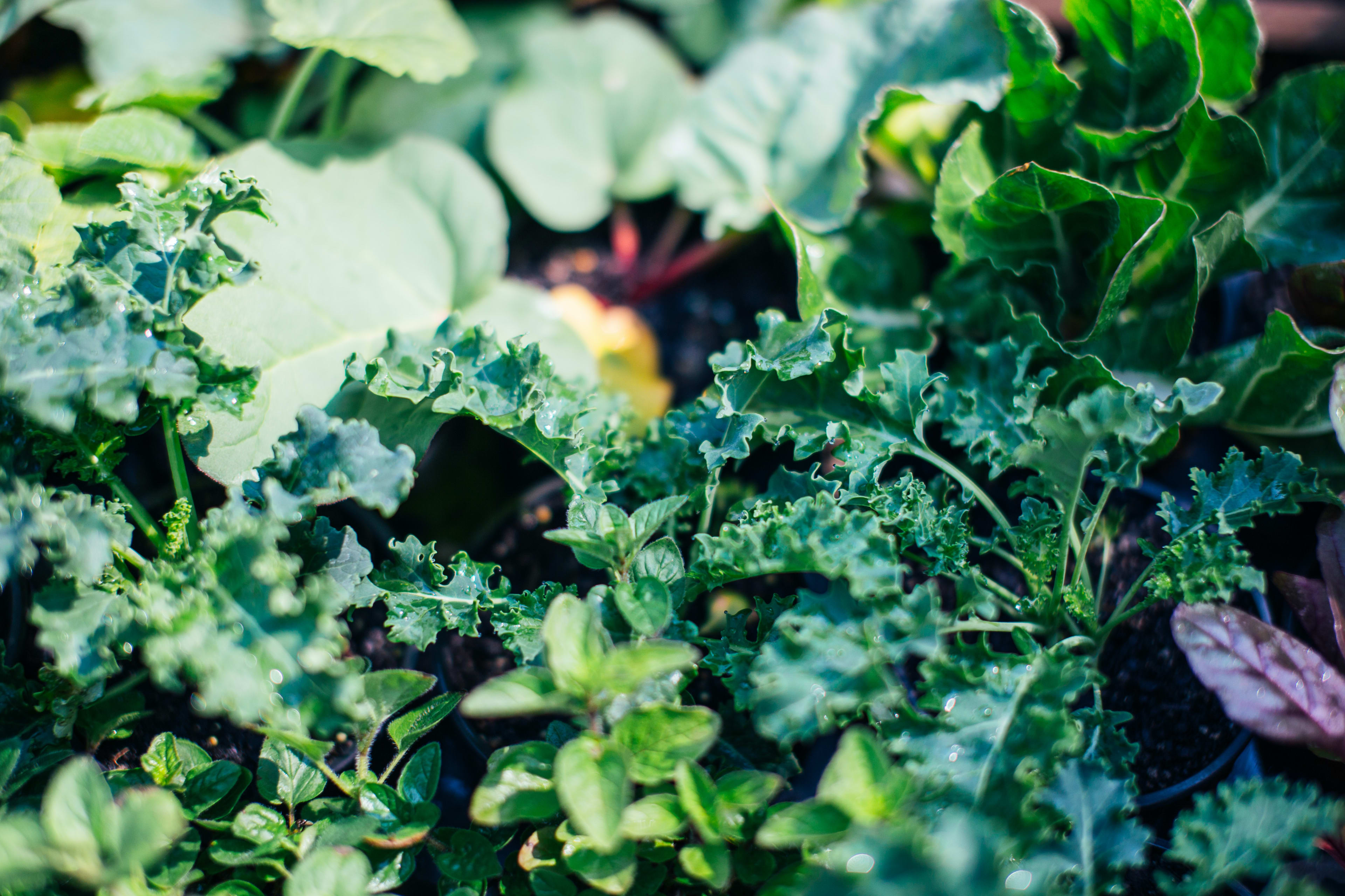 4 Easy Organic Ways to Control Pests in Your Garden - Dengarden