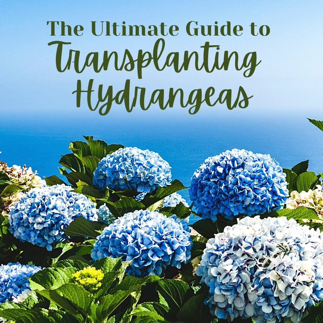 When, Why, and How to Transplant Hydrangeas - Dengarden
