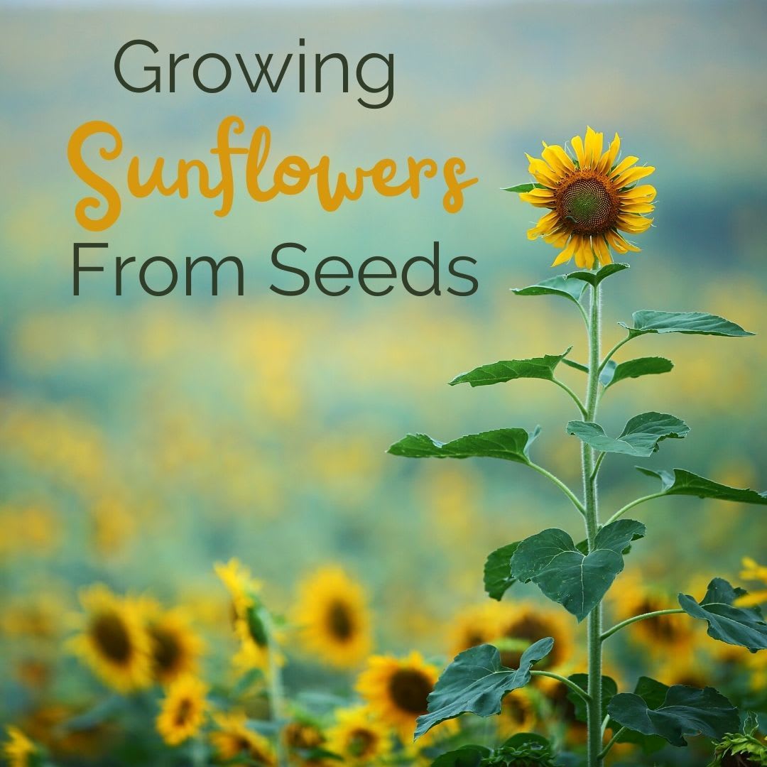 How to Grow Sunflowers From Seeds - Dengarden