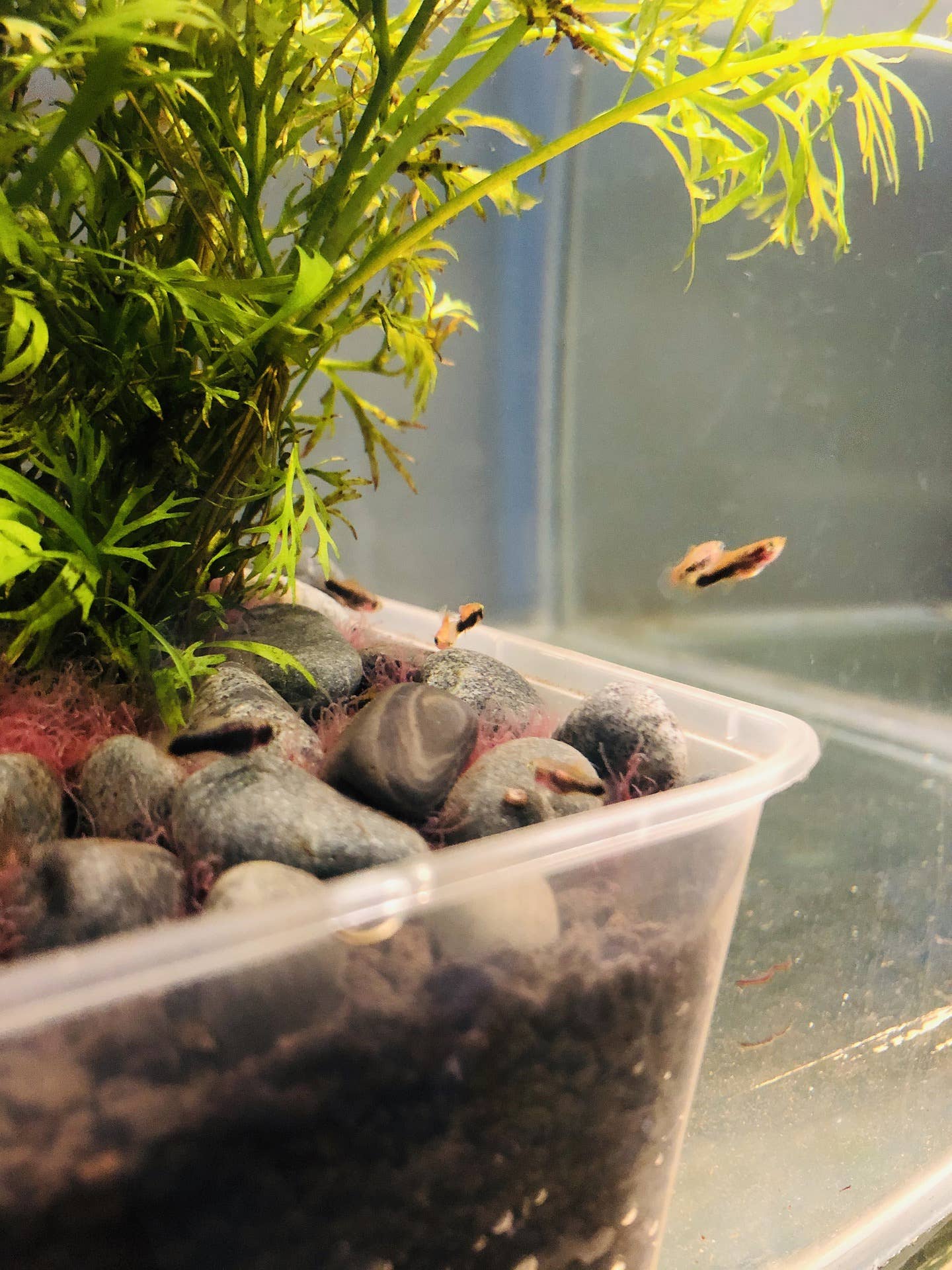 8 Ways to Make Your Own Fertilizer and Save Money - Dengarden