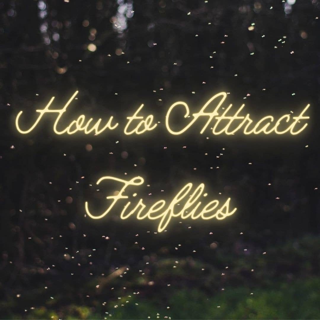 How to Attract and Catch Fireflies - Dengarden