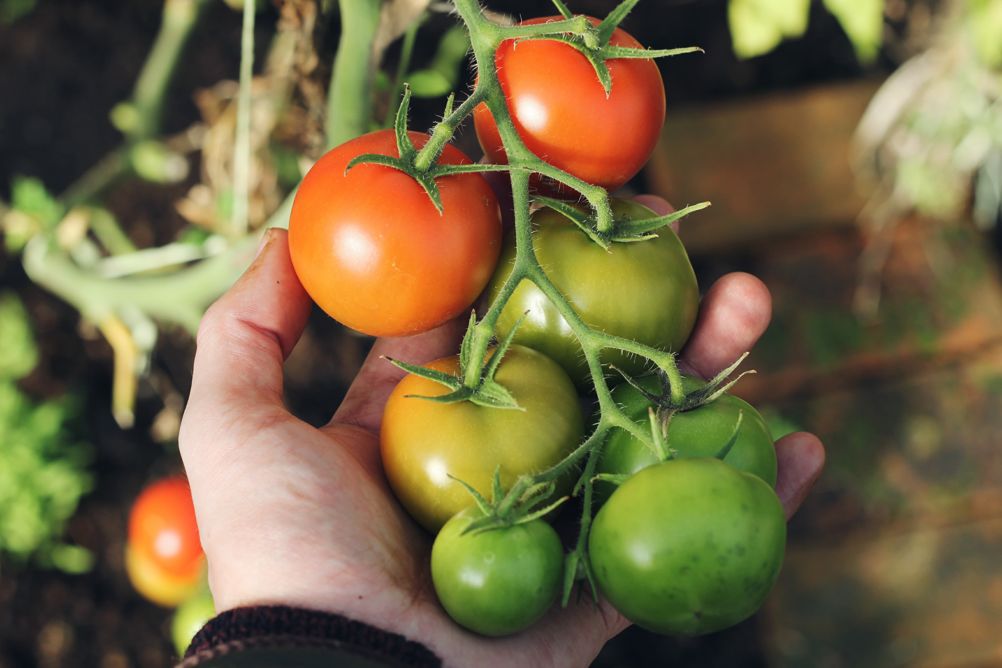 How to Choose the Best Tomato Variety to Grow (6 Tips) - Dengarden