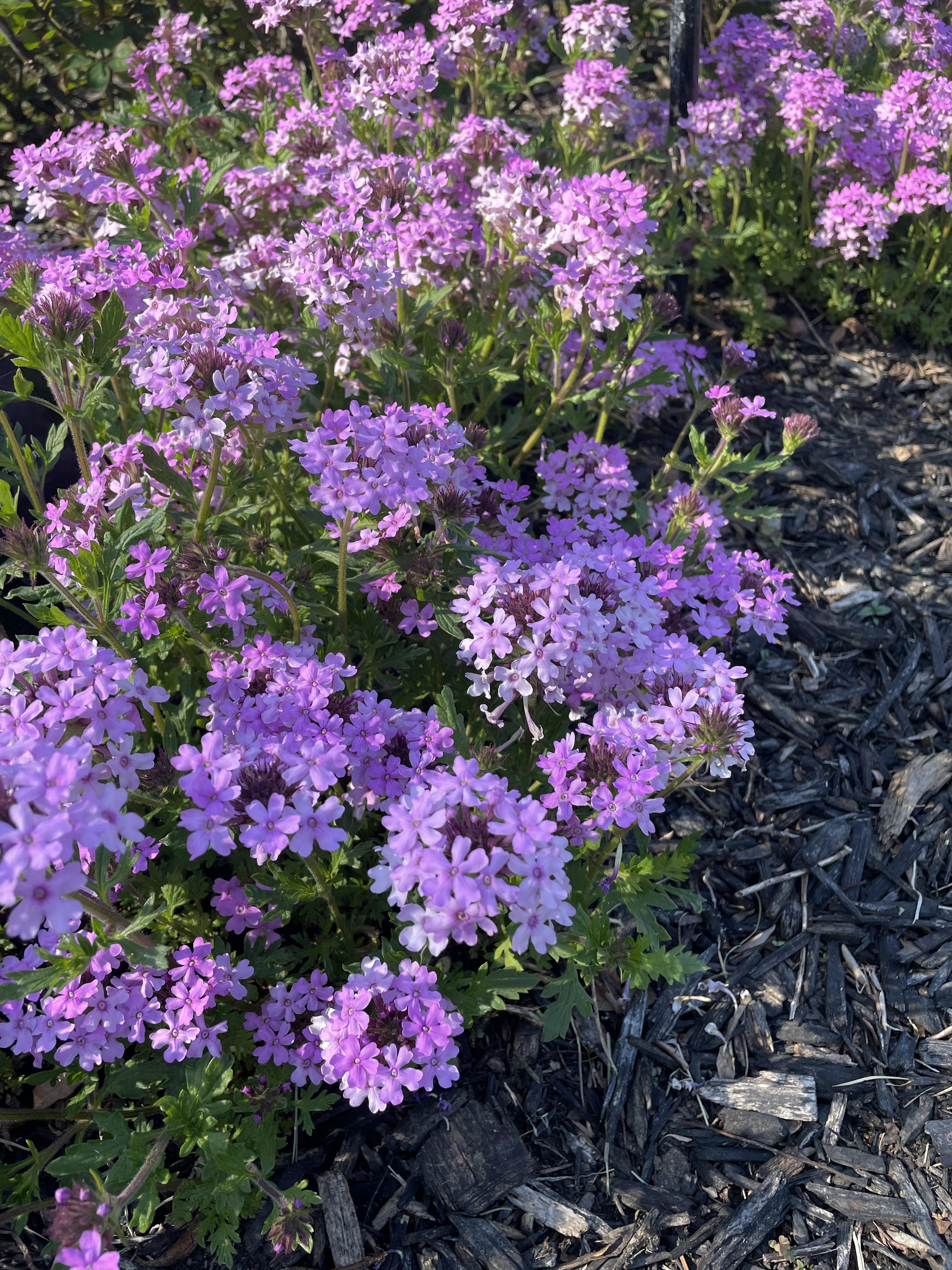 verbena landscape design