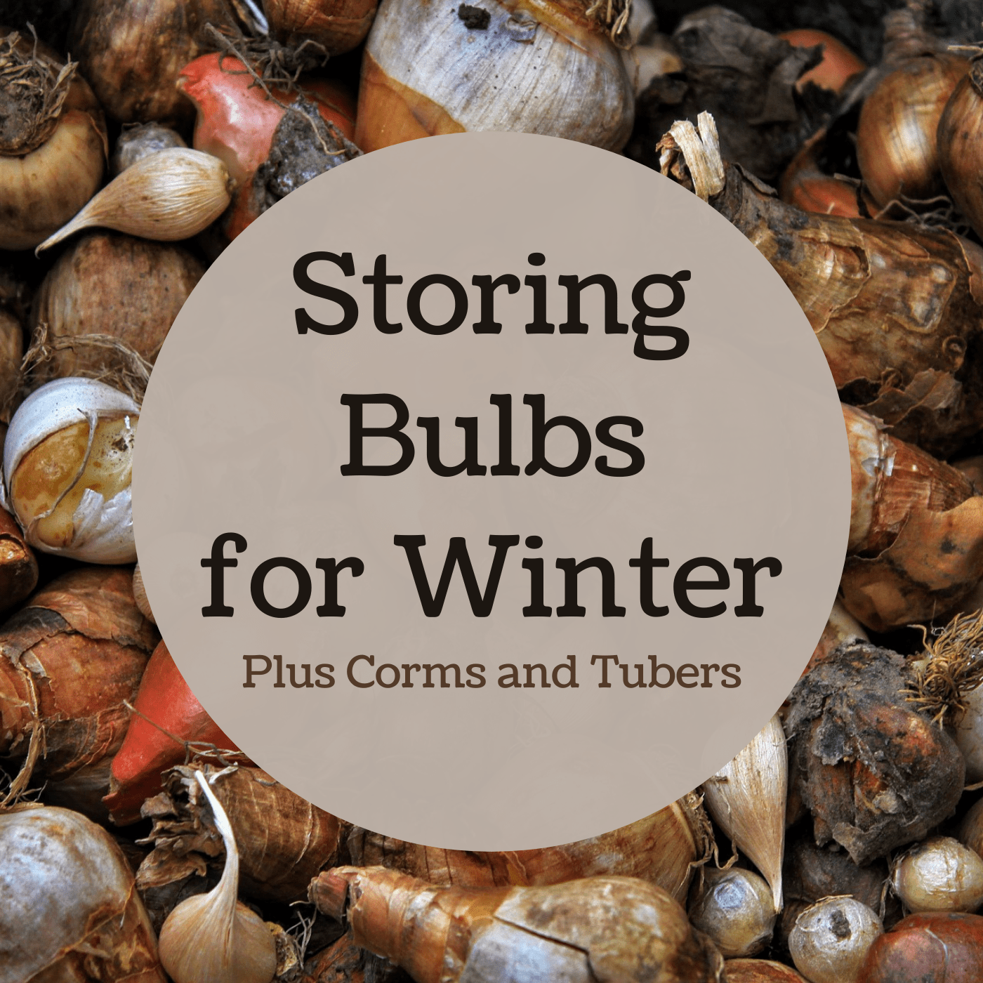 How to Store Bulbs, Corms and Tubers for the Winter - Dengarden
