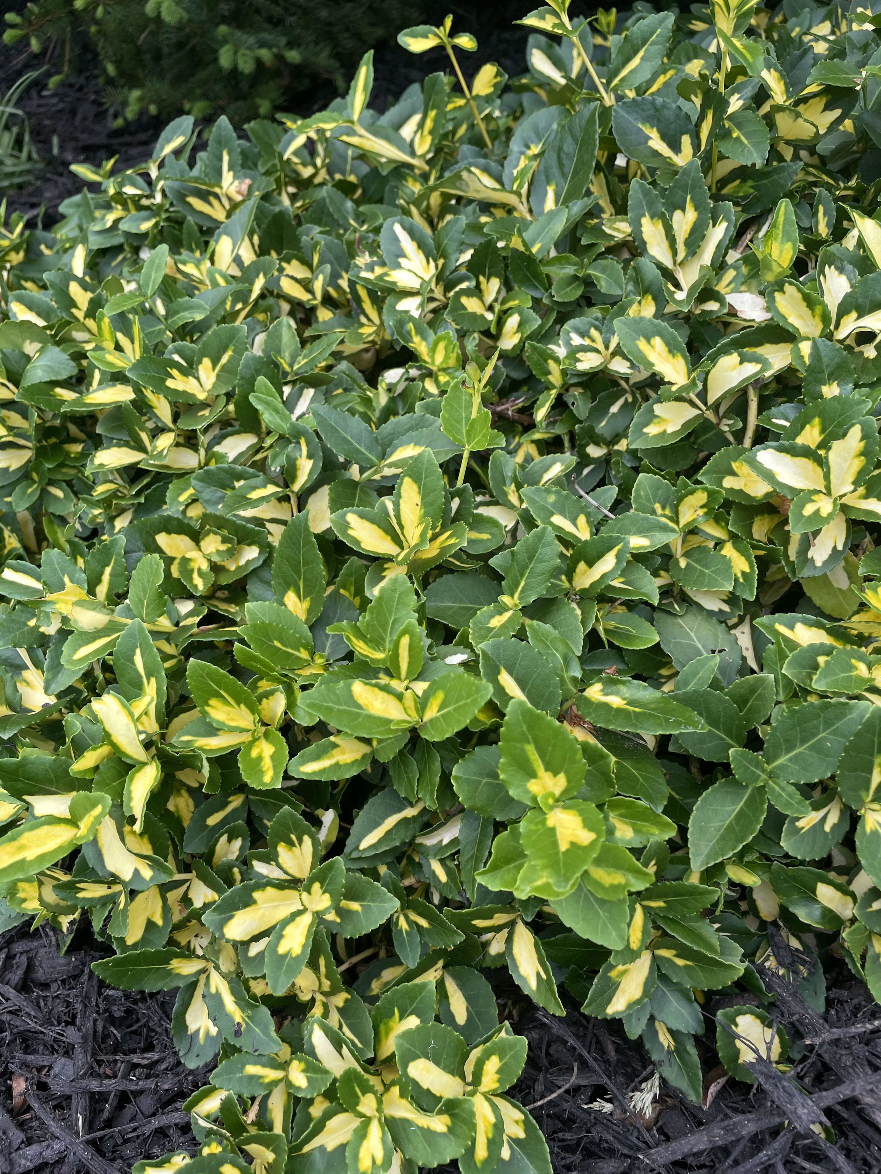 How to Grow Wintercreeper, an Evergreen Ground Cover - Dengarden
