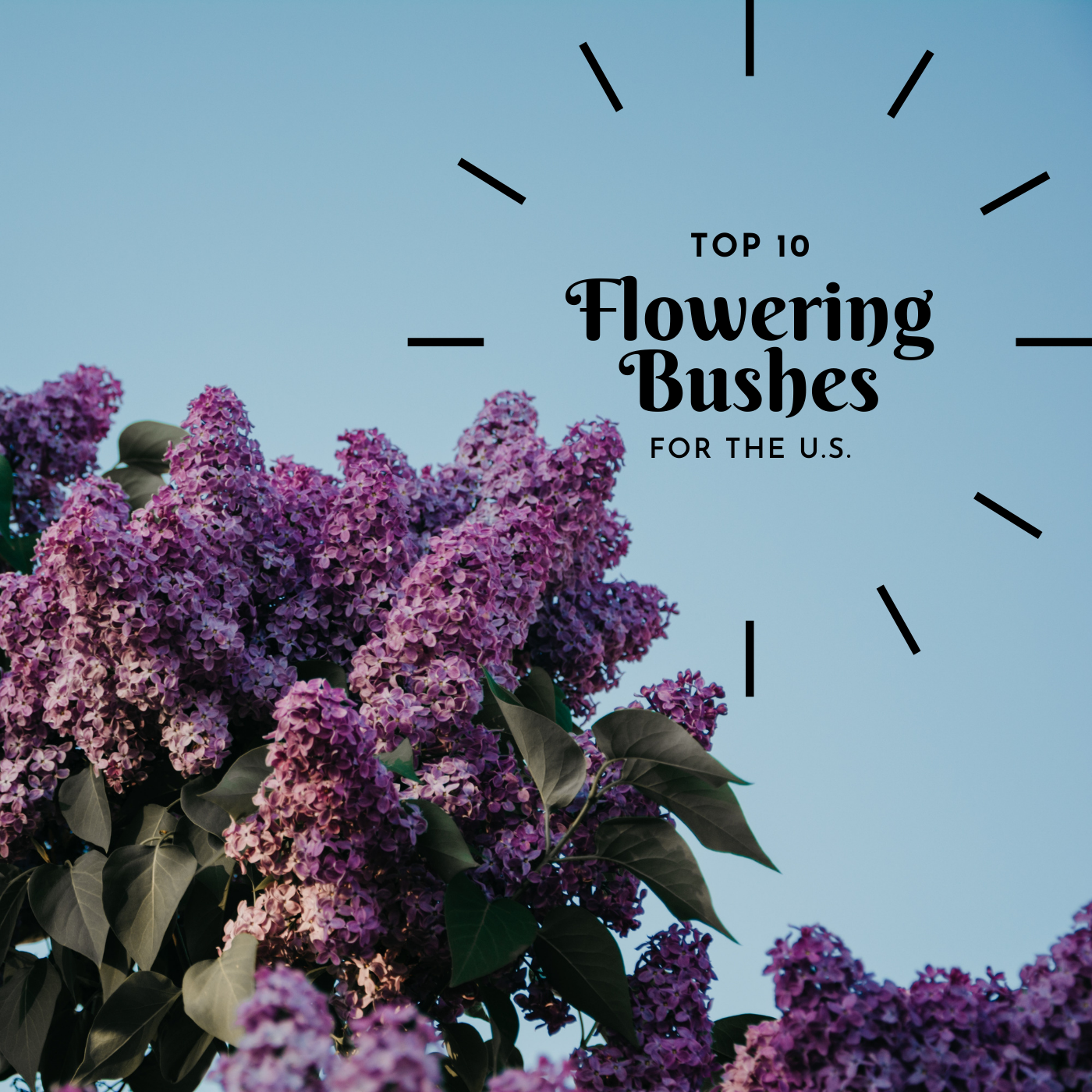 The Best Flowering Shrubs and Bushes for the Eastern and Western U.S ...