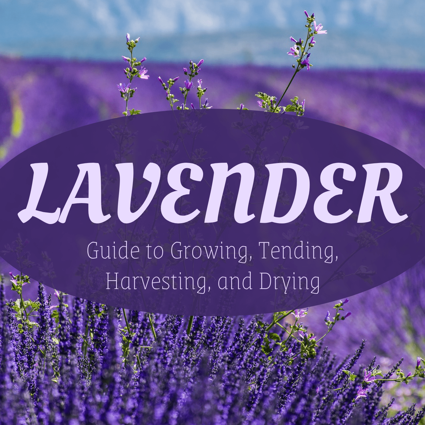 How to Care for and Harvest Lavender Plants - Dengarden