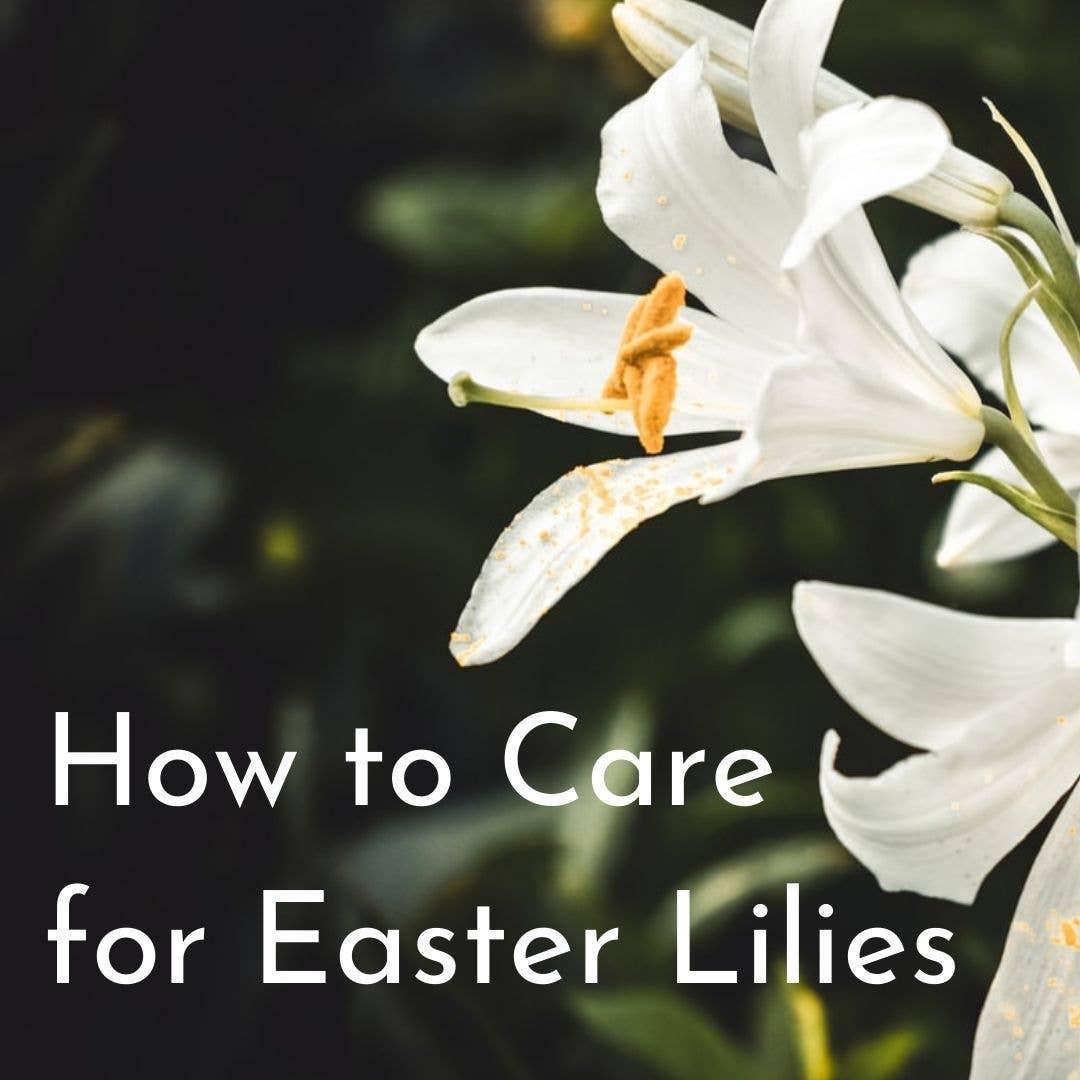 A Basic Guide to Easter Lily Care - Dengarden