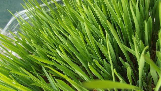 How to Use Wheatgrass Kits and Trays - Dengarden