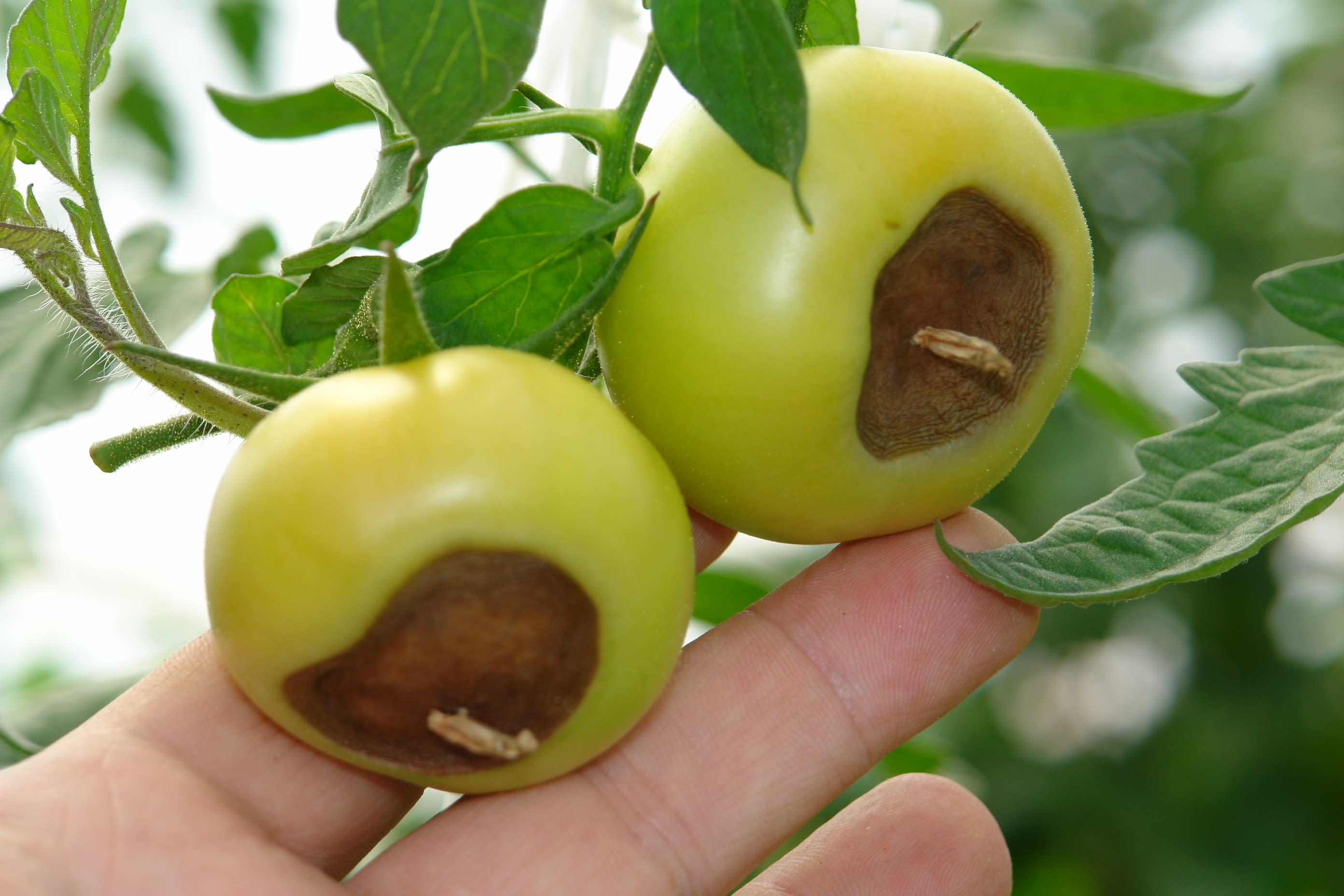 How to Prevent Blossom-End Rot in Tomatoes (2 Easy Methods) - Dengarden