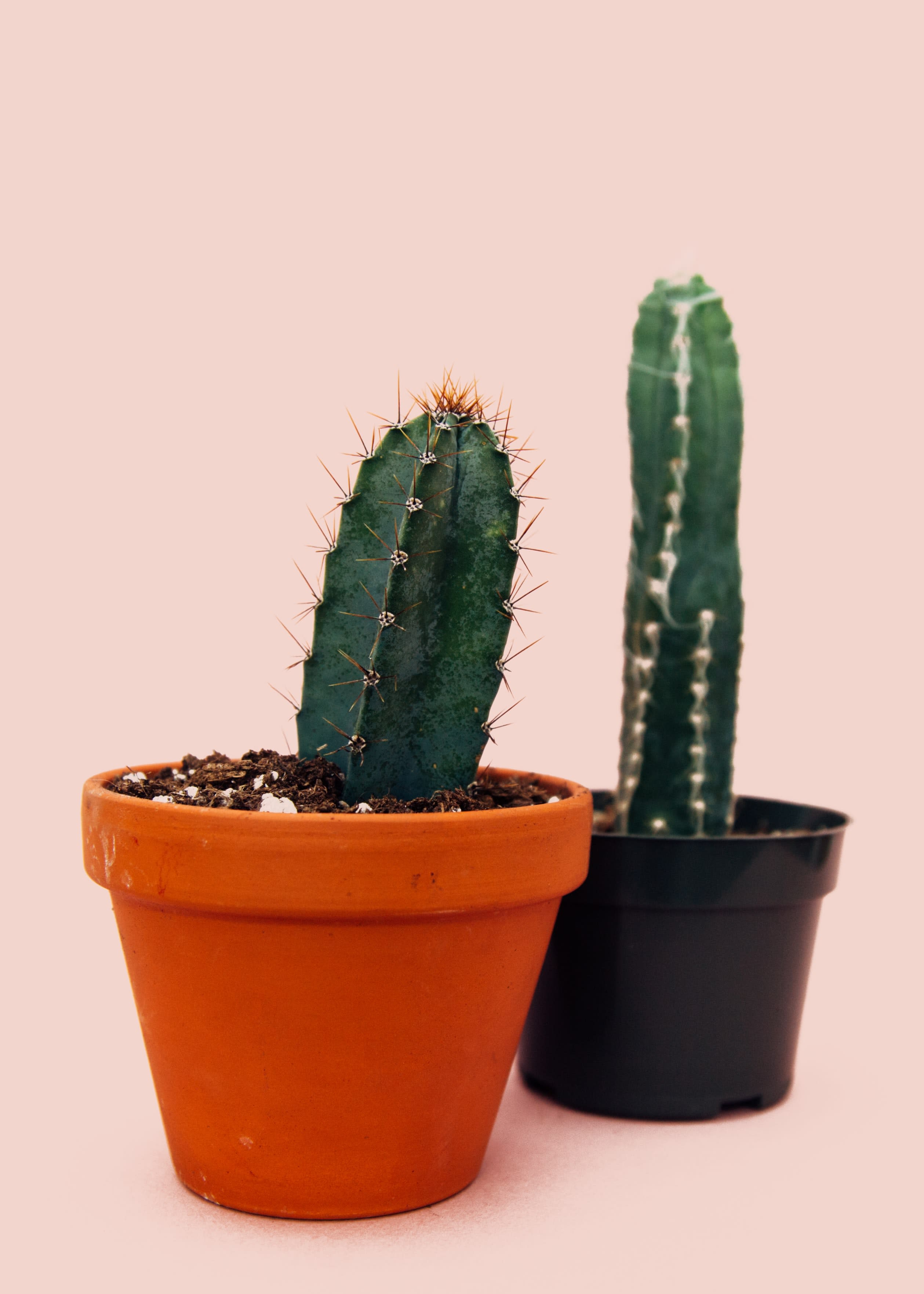 How to Grow Cactus Babies - Dengarden
