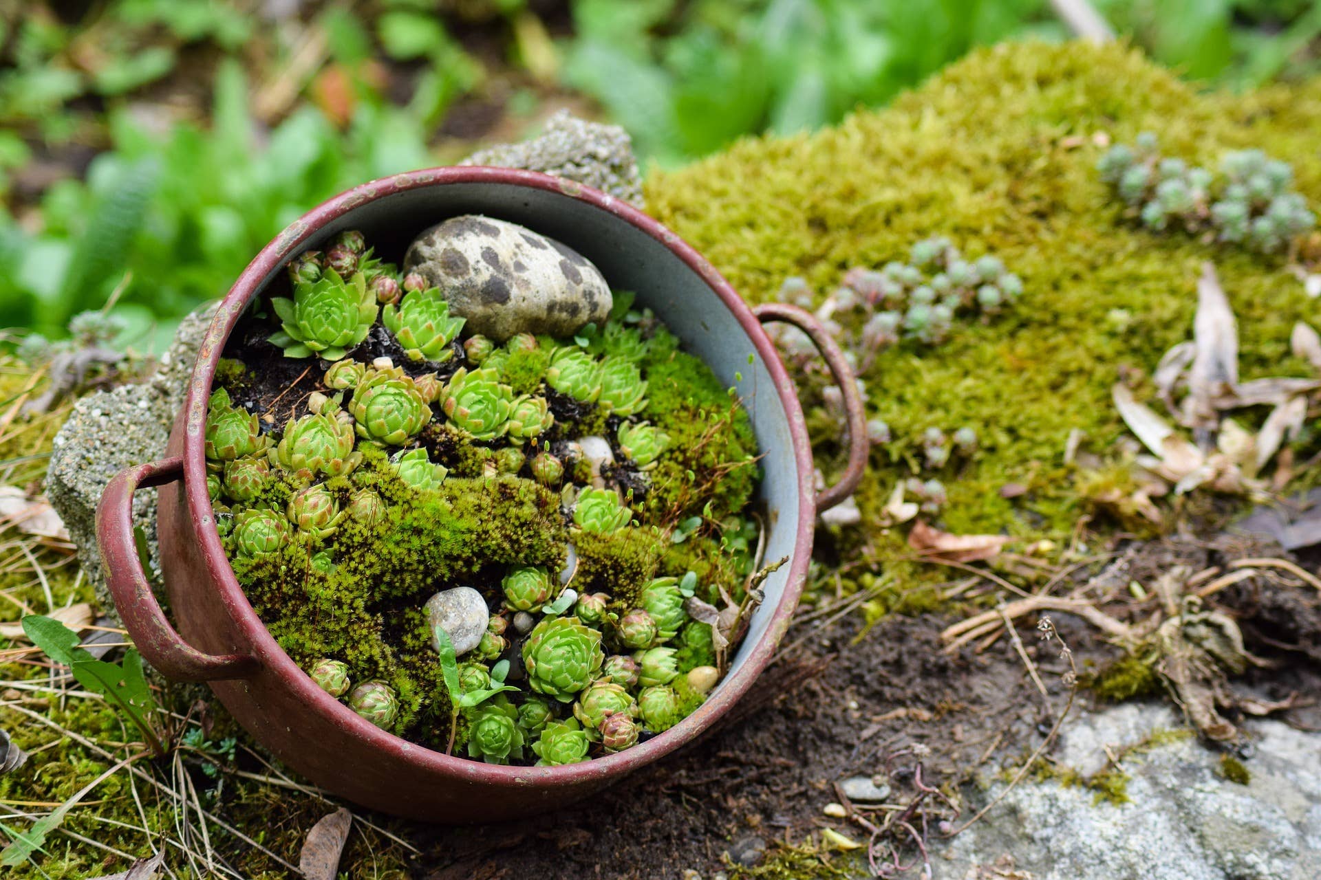 How to Make a Container Rock Garden - Dengarden