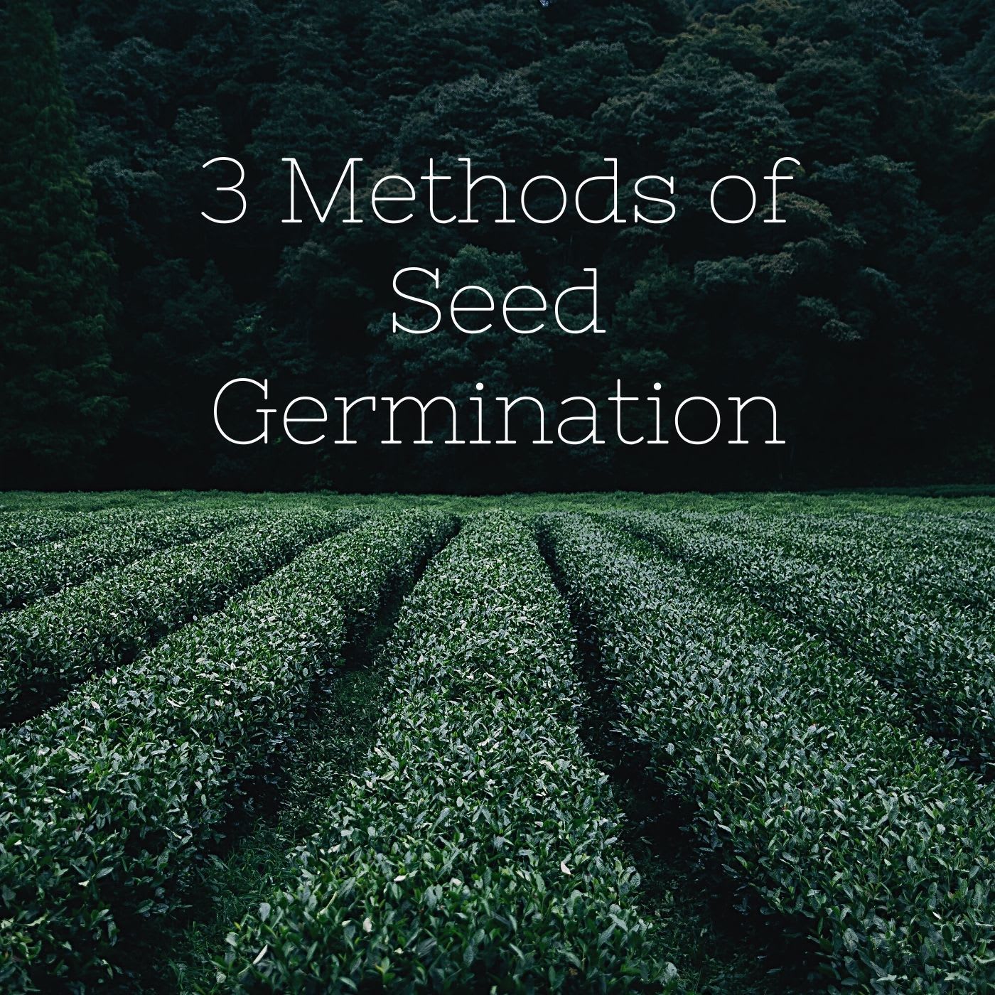 3 Methods of Seed Germination - Dengarden