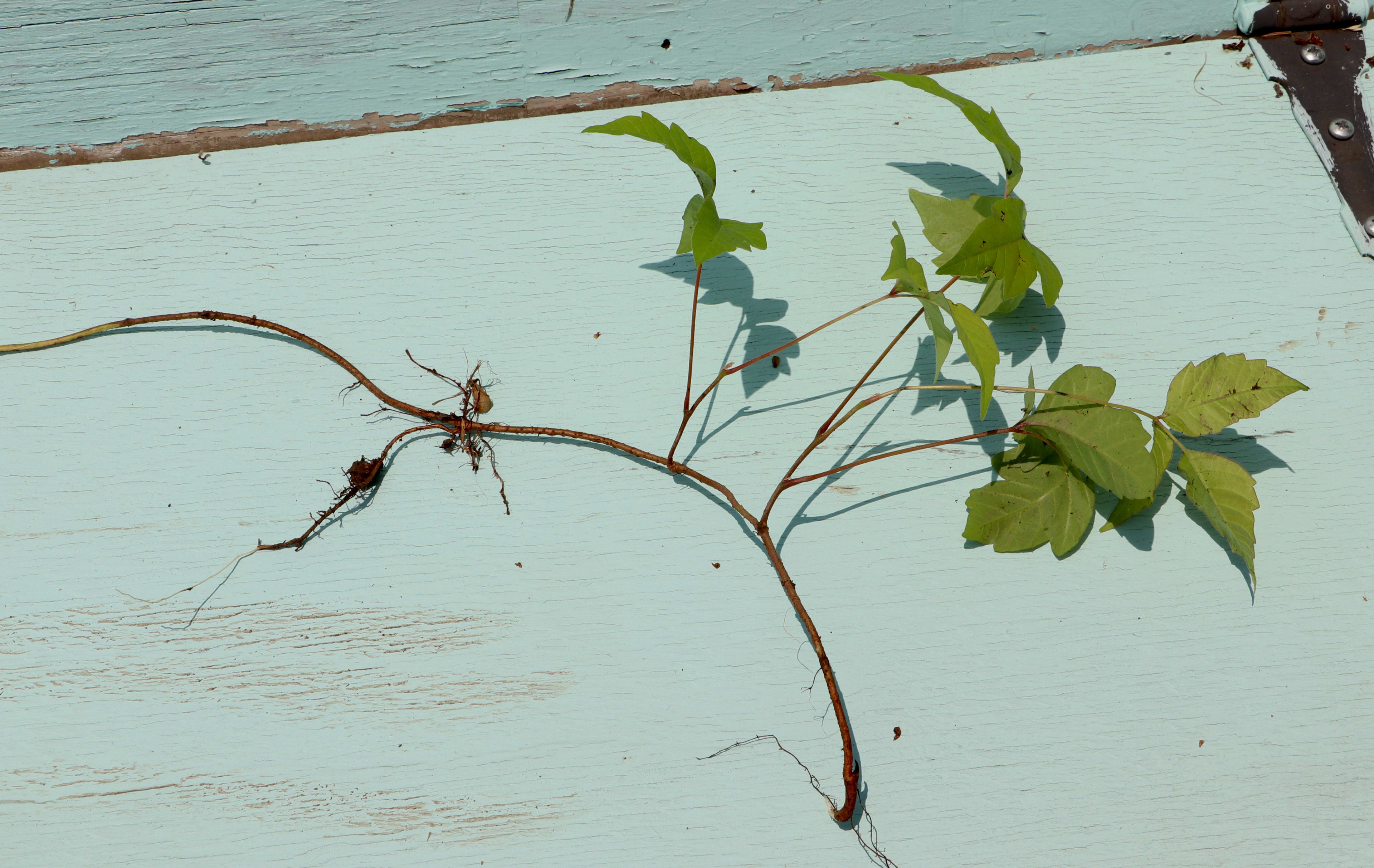 How to Kill Poison Ivy: A Complete List of Methods and Tips - Dengarden