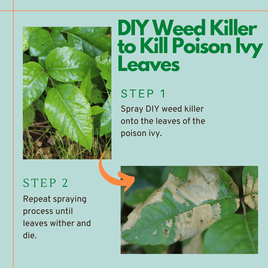 How to Kill Poison Ivy: A Complete List of Methods and Tips - Dengarden