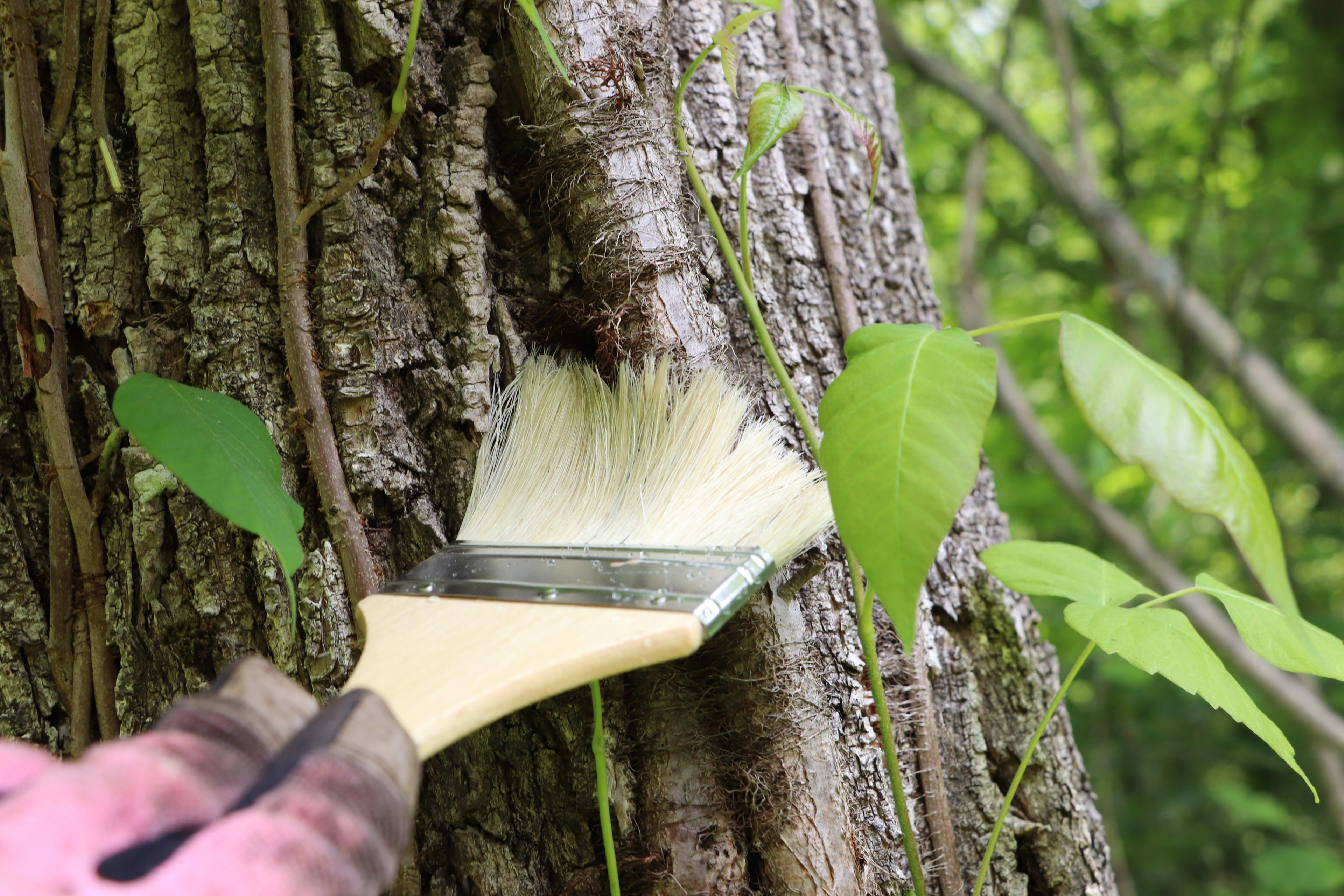 How to Kill Poison Ivy: A Complete List of Methods and Tips - Dengarden