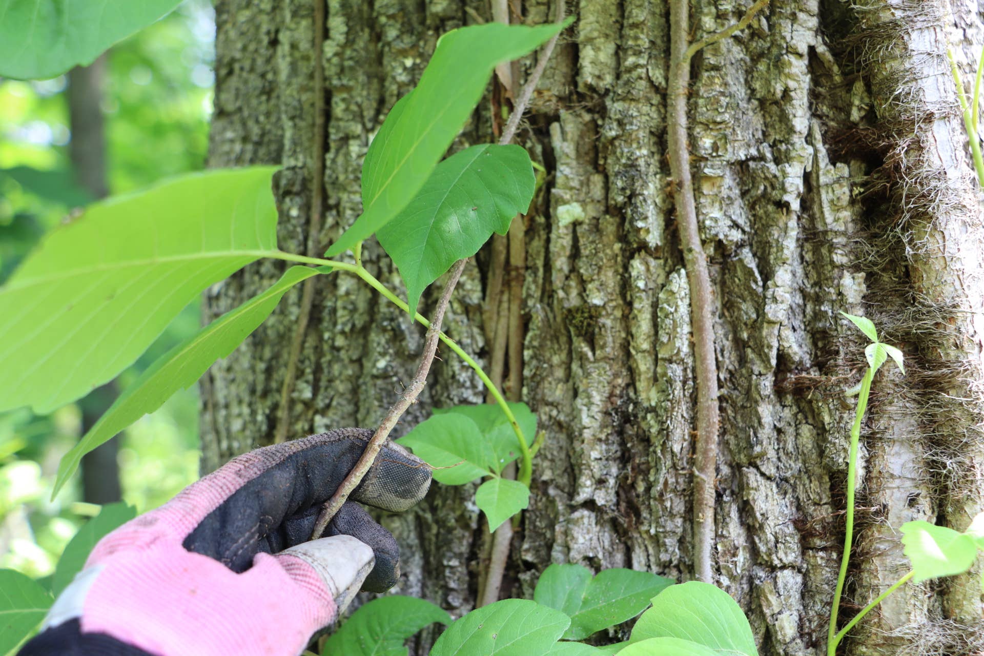 How to Kill Poison Ivy: A Complete List of Methods and Tips - Dengarden
